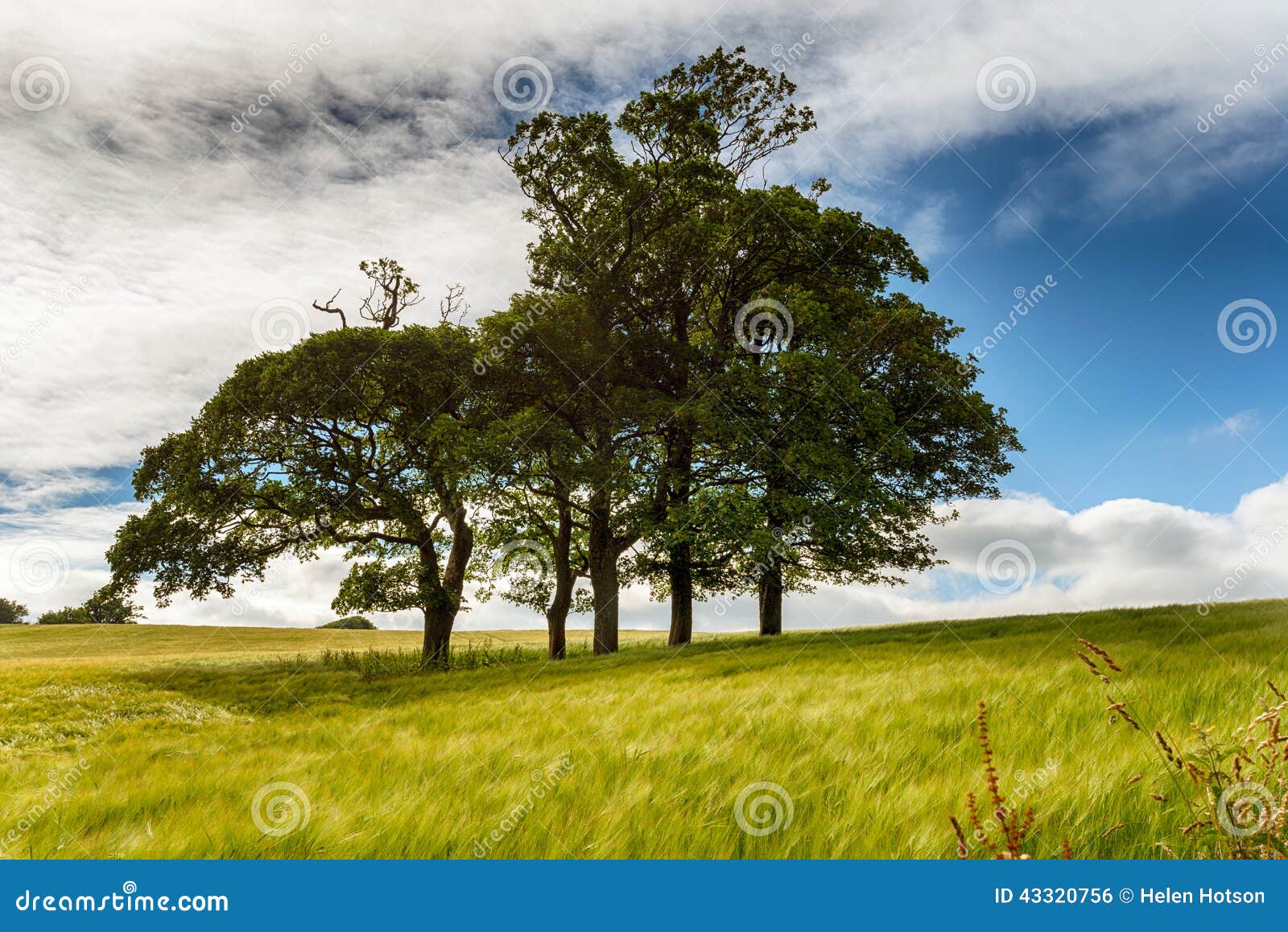 Trees in Barley stock photo. Image of nature, growing - 43320756