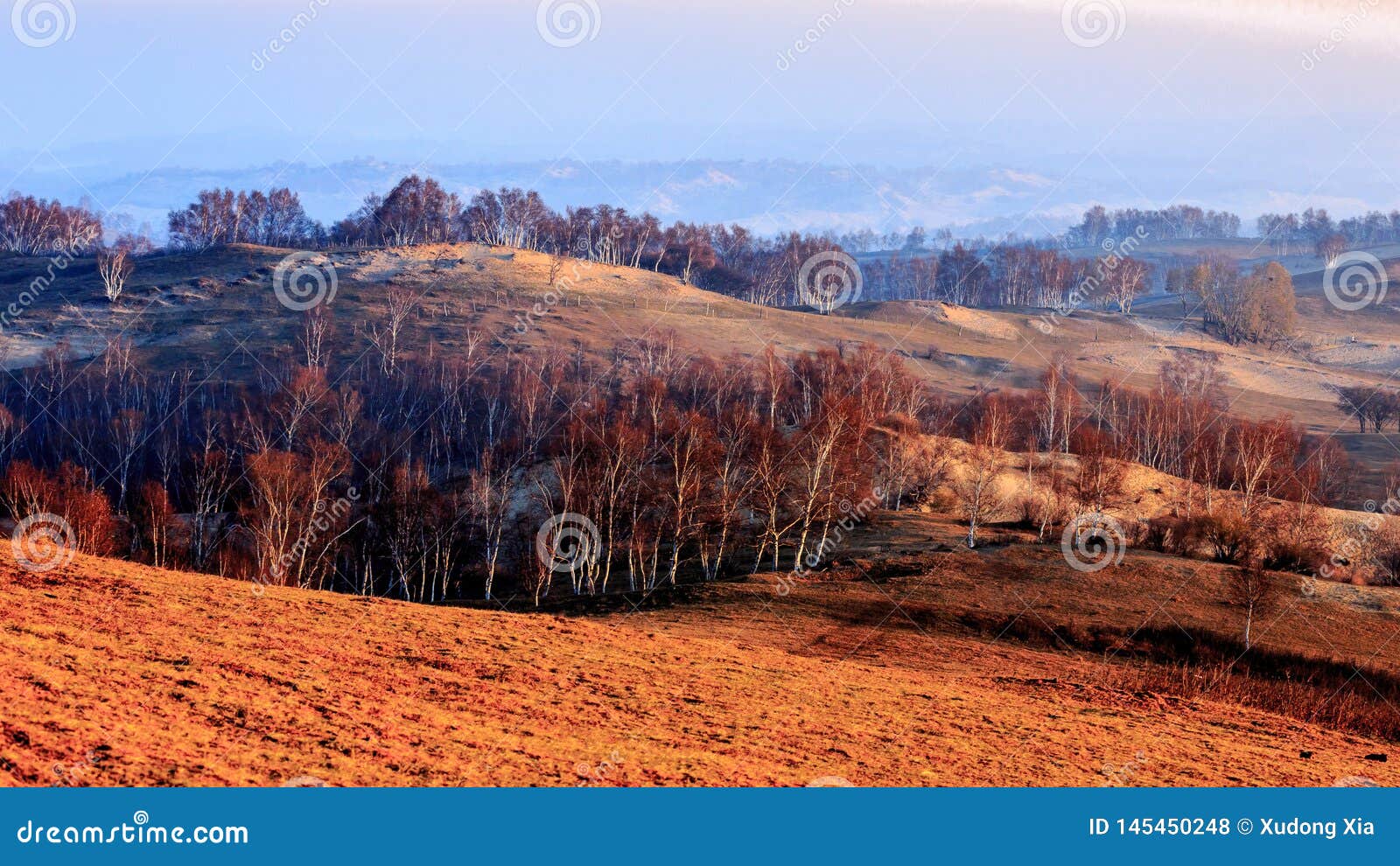 Trees at Inner Mongolia stock photo. Image of fall, grasslands - 145450248
