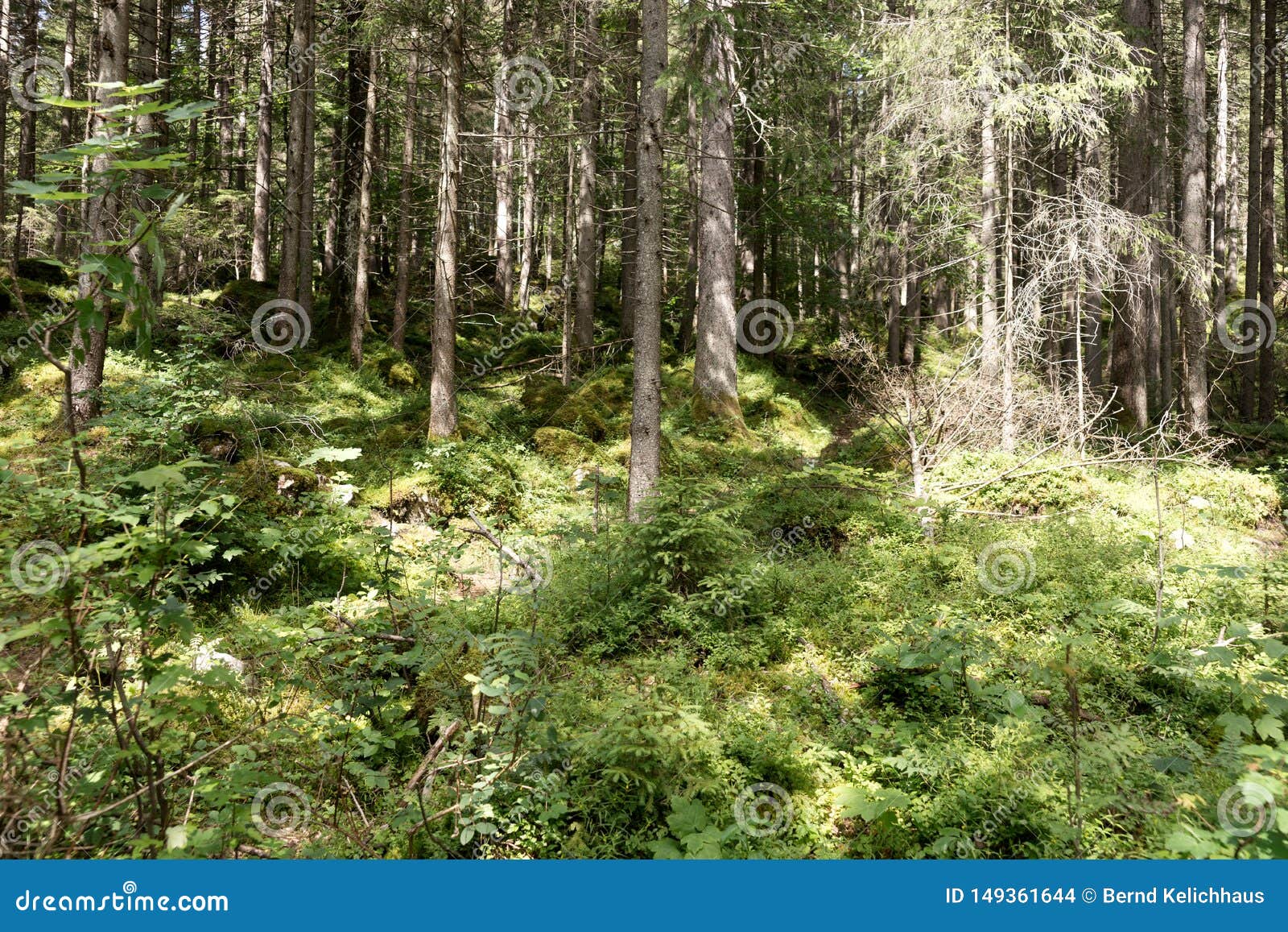 Trees in the Bavarian Forest. Germany Stock Photo - Image of park ...