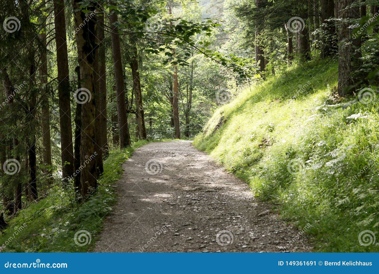 Trees in the Bavarian Forest. Germany Stock Image - Image of pine ...