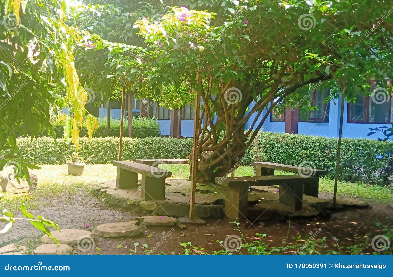 Bougainvillea Tree Be Surranded by School Park Banch Stock Image ...