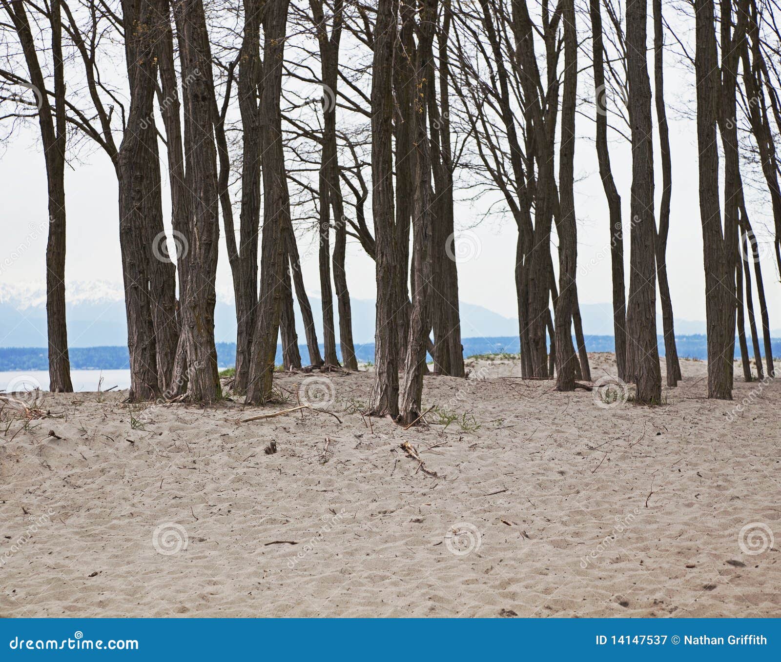 Trees on beach stock image. Image of life, landscape - 14147537