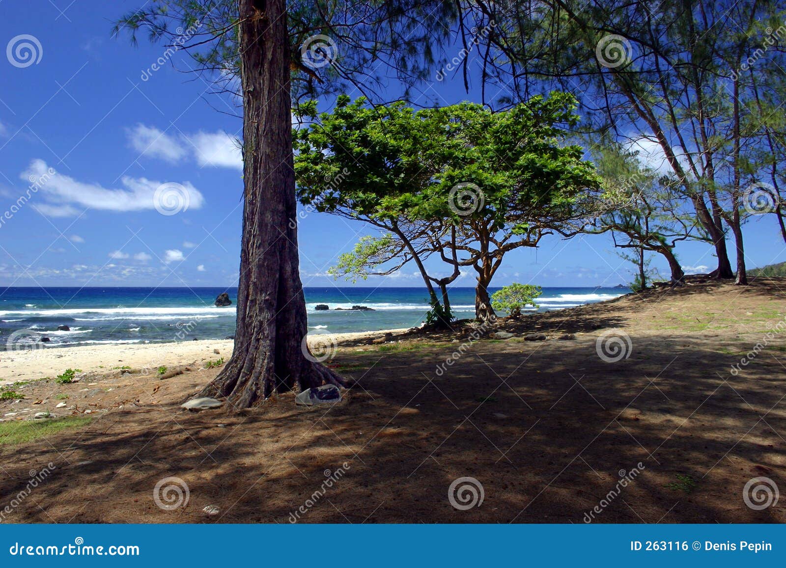 Trees by the Beach stock photo. Image of shadow, marine - 263116