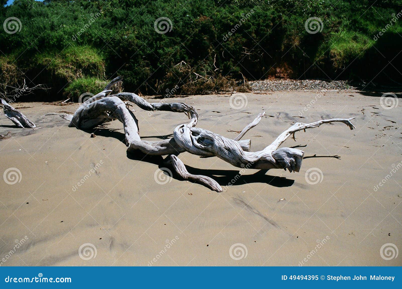 Drift wood on the Beach stock image. Image of zealand - 49494395