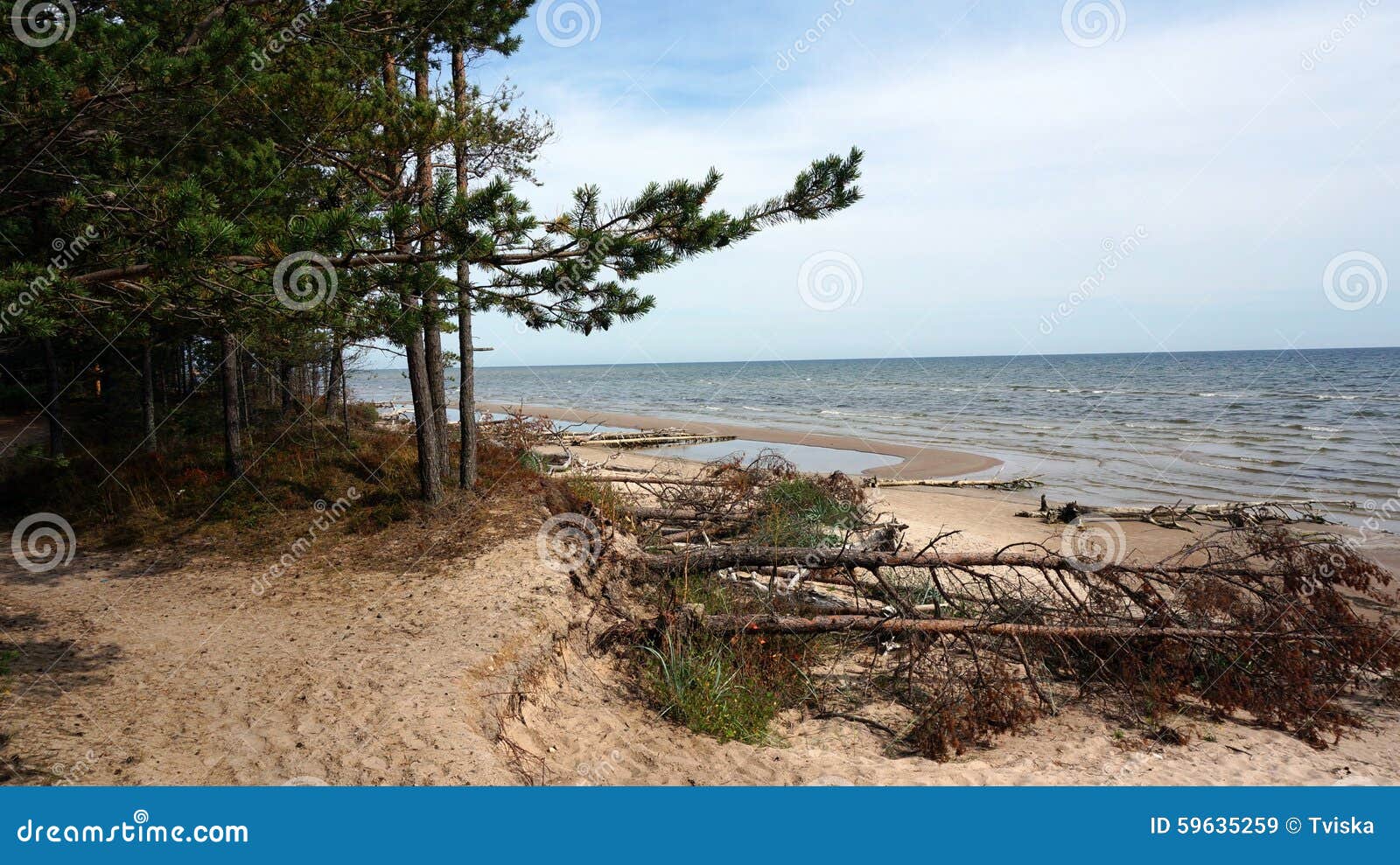 Trees on a beach stock image. Image of covered, beatiful - 59635259