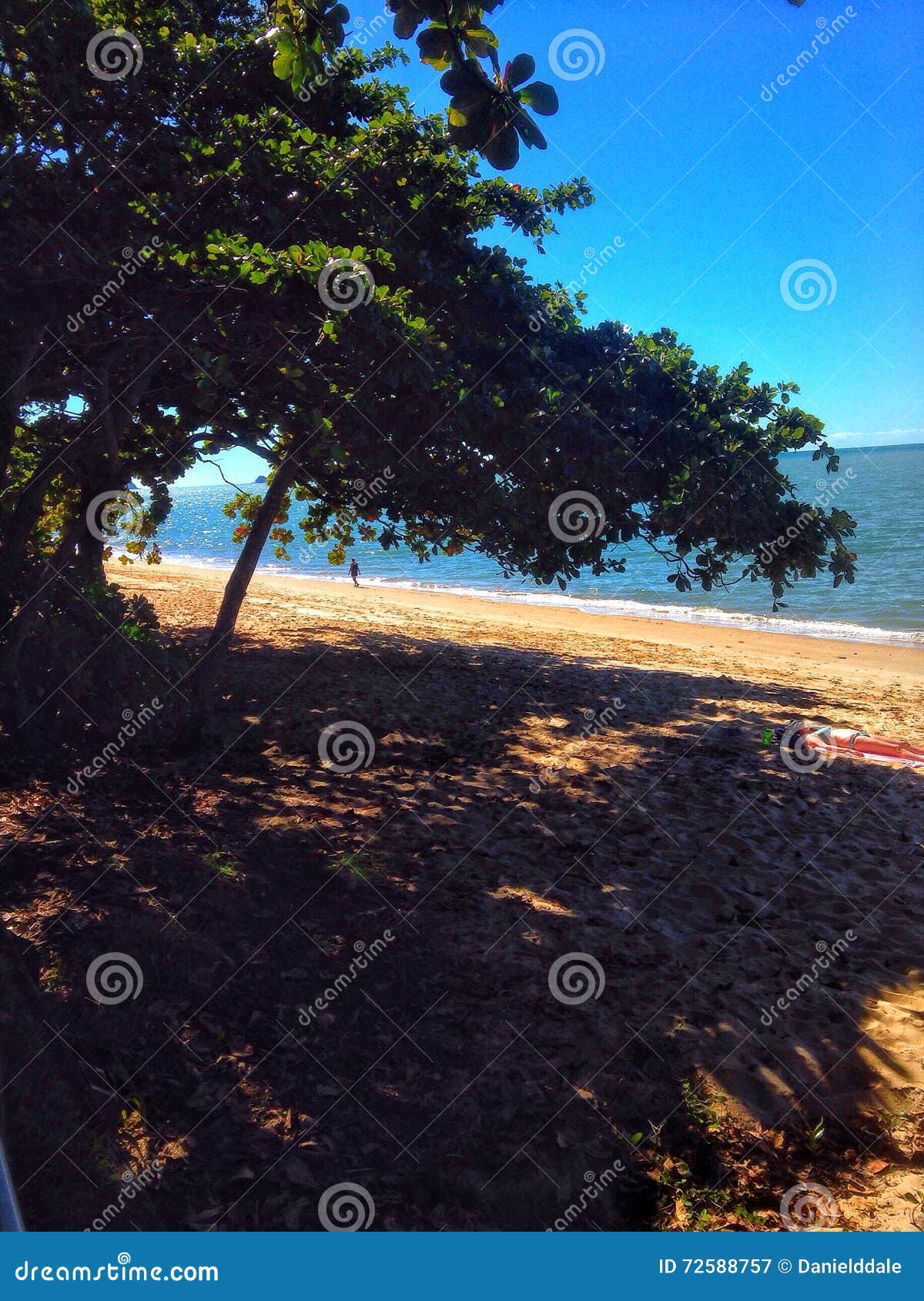 Trees beach ocean sky blue editorial photography. Image of trees - 72588757