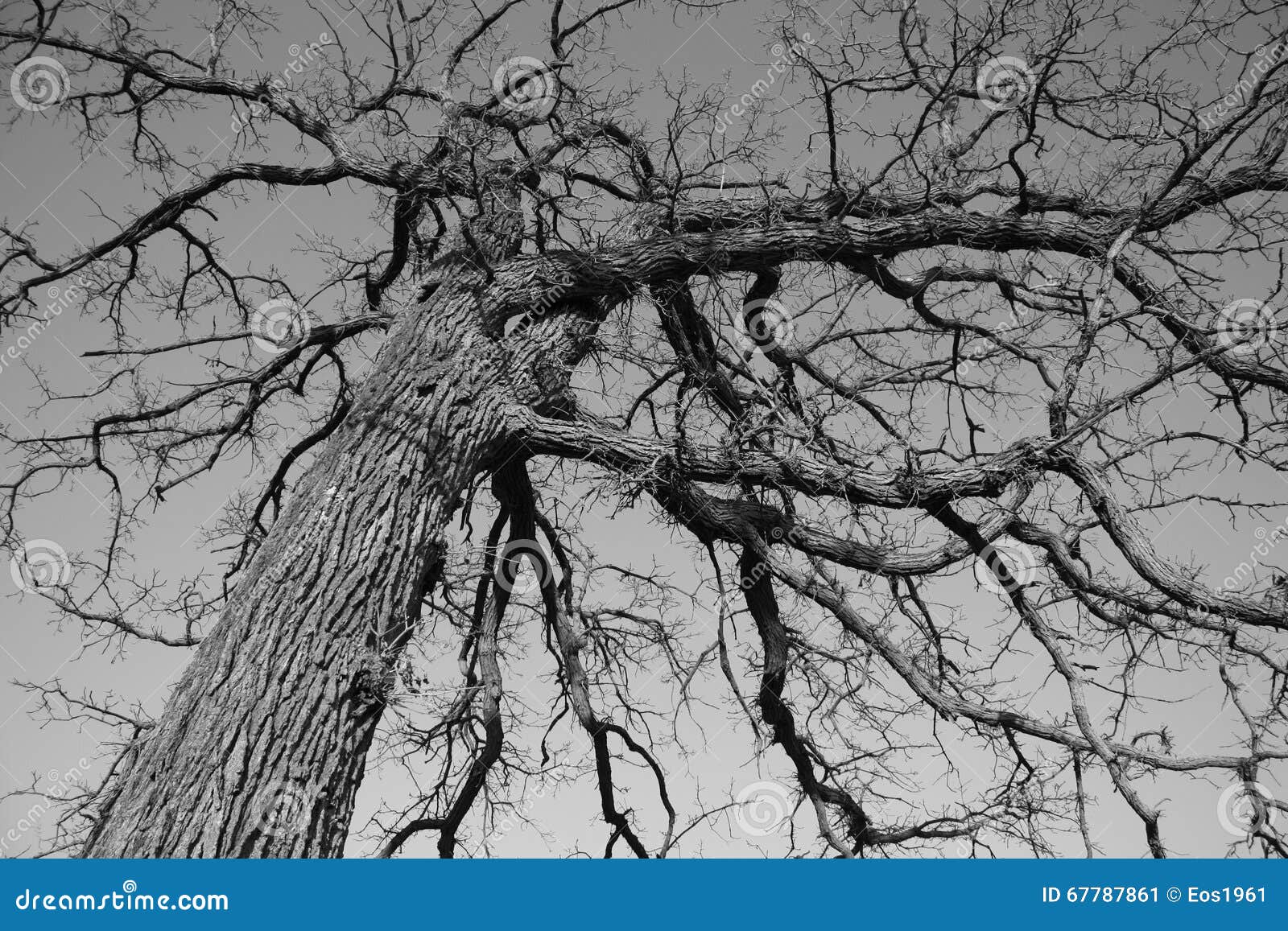 Trees stock image. Image of beautiful, white, black, trees - 67787861