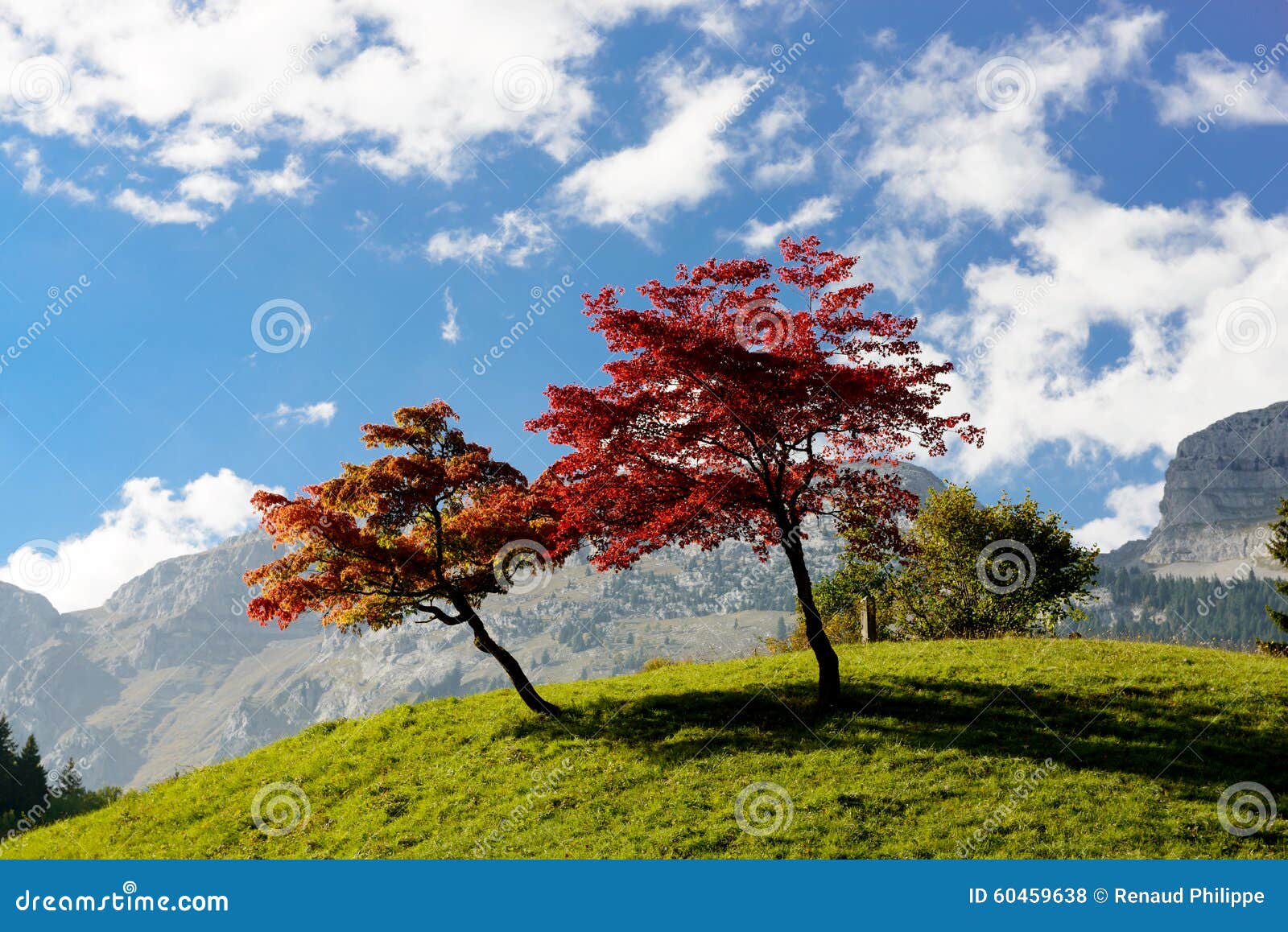 Trees with Beautiful Fall Colors Stock Photo - Image of bright, foliage ...