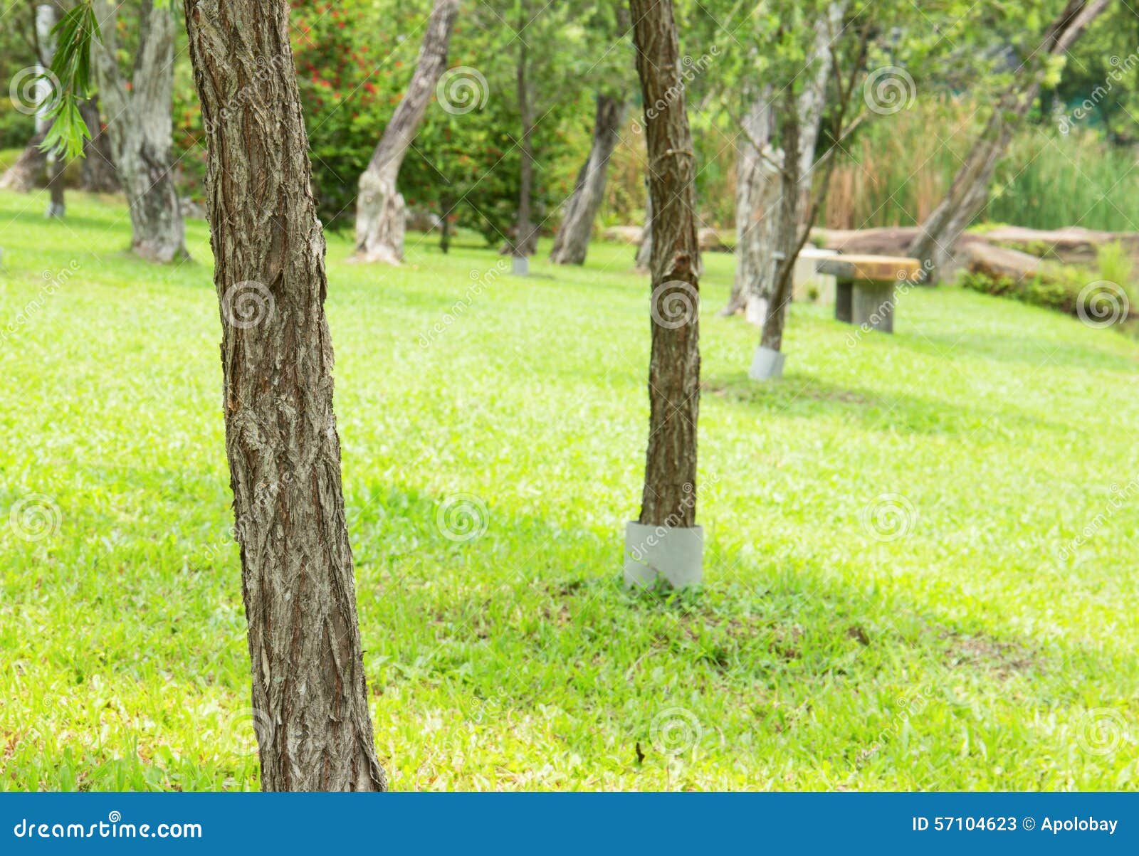 Trees in Beautiful Green Park Stock Image - Image of nature, outdoor ...