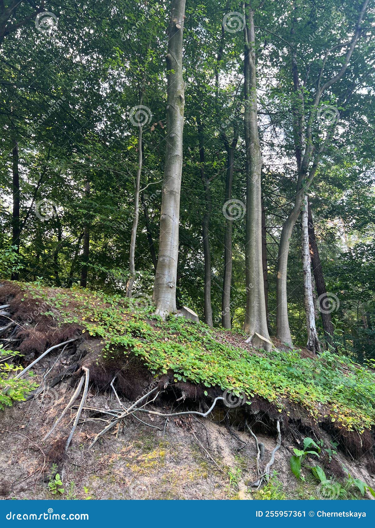Trees and Beautiful Green Plants in Forest, Low Angle View Stock Image ...