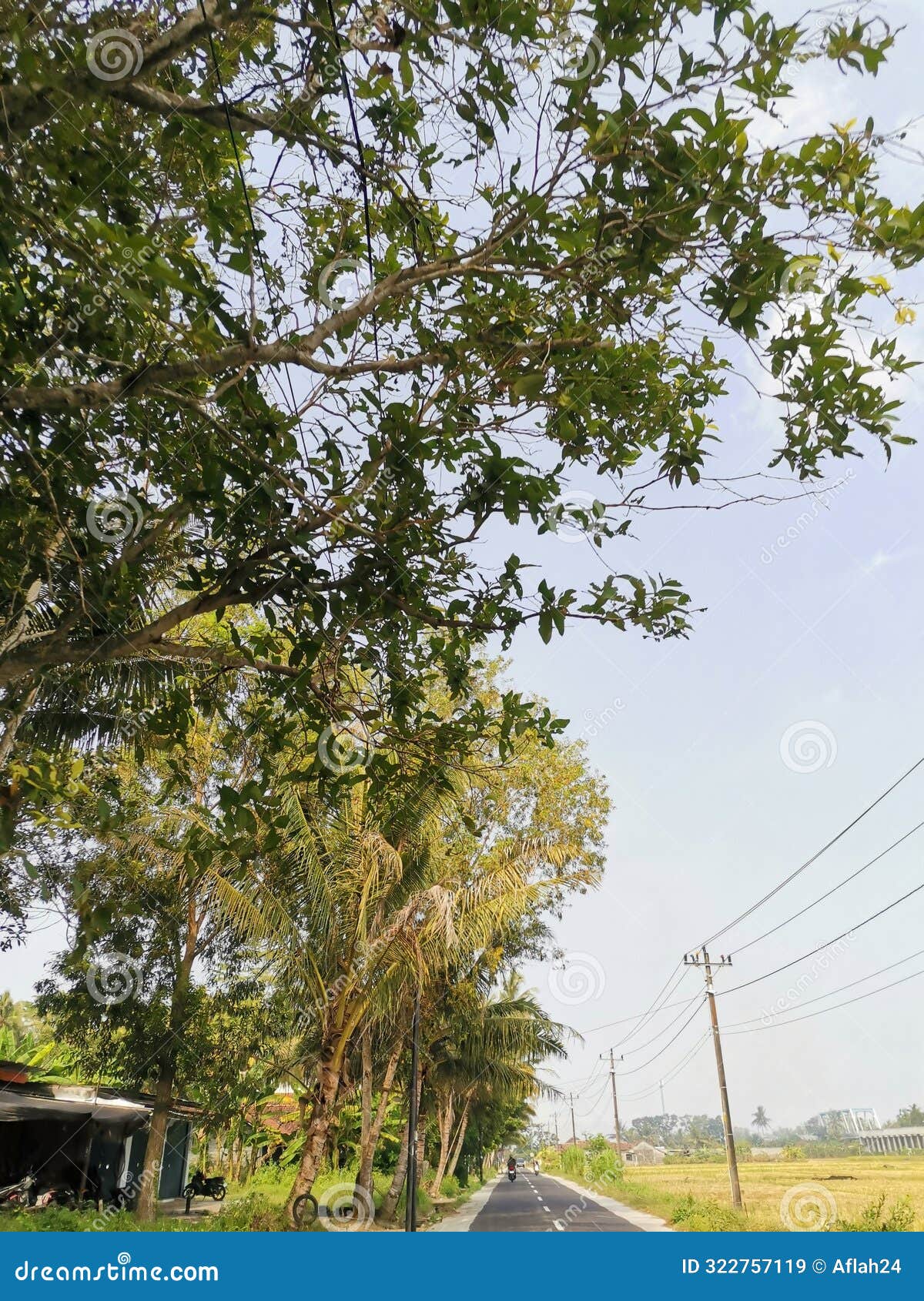 Trees are so Beautiful during the Rainy Season Stock Image - Image of ...
