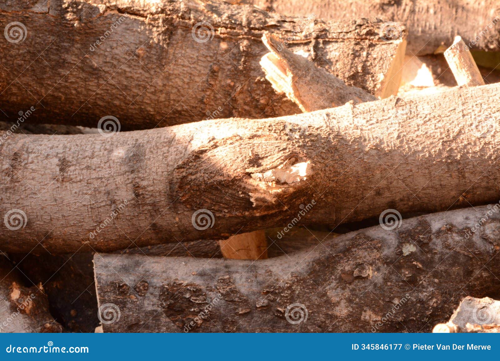 Trees Been Cut Down in Logs. Stock Image - Image of leaf, trees: 345846177