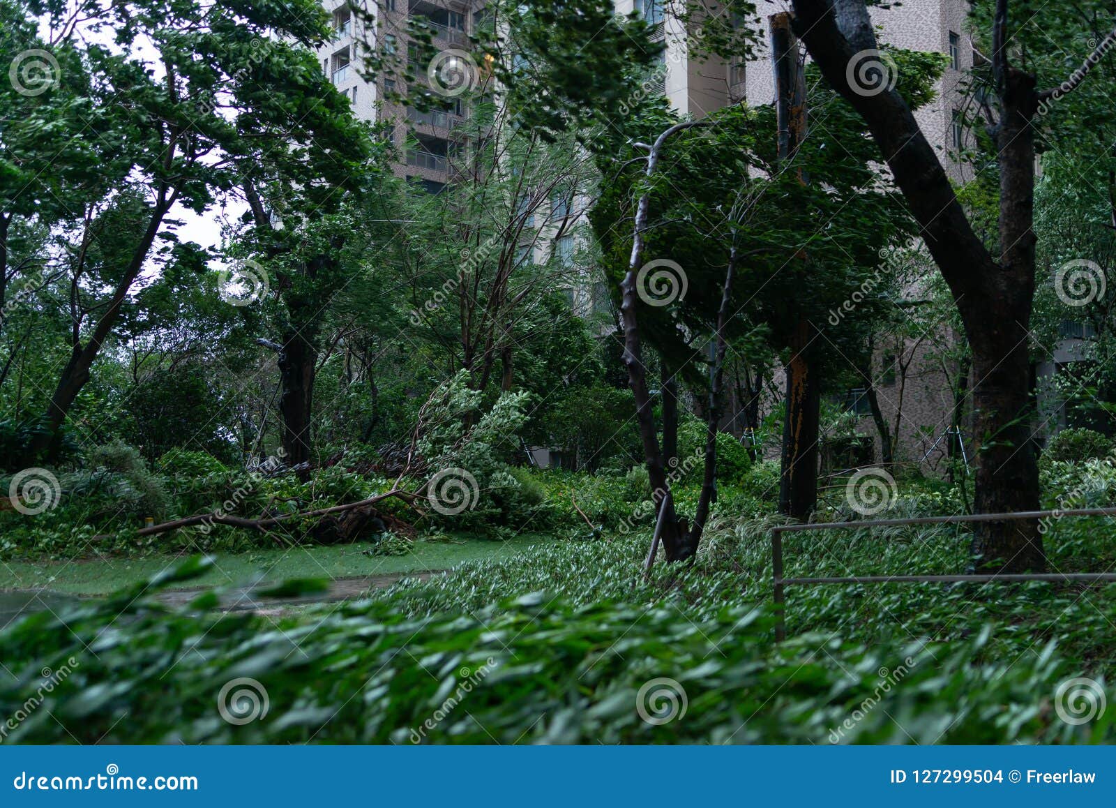 Trees Being Blown in Strong Storm Stock Photo - Image of collapse ...