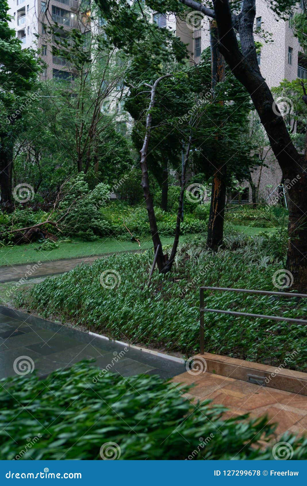Trees Being Blown in Strong Storm Stock Photo - Image of disaster ...