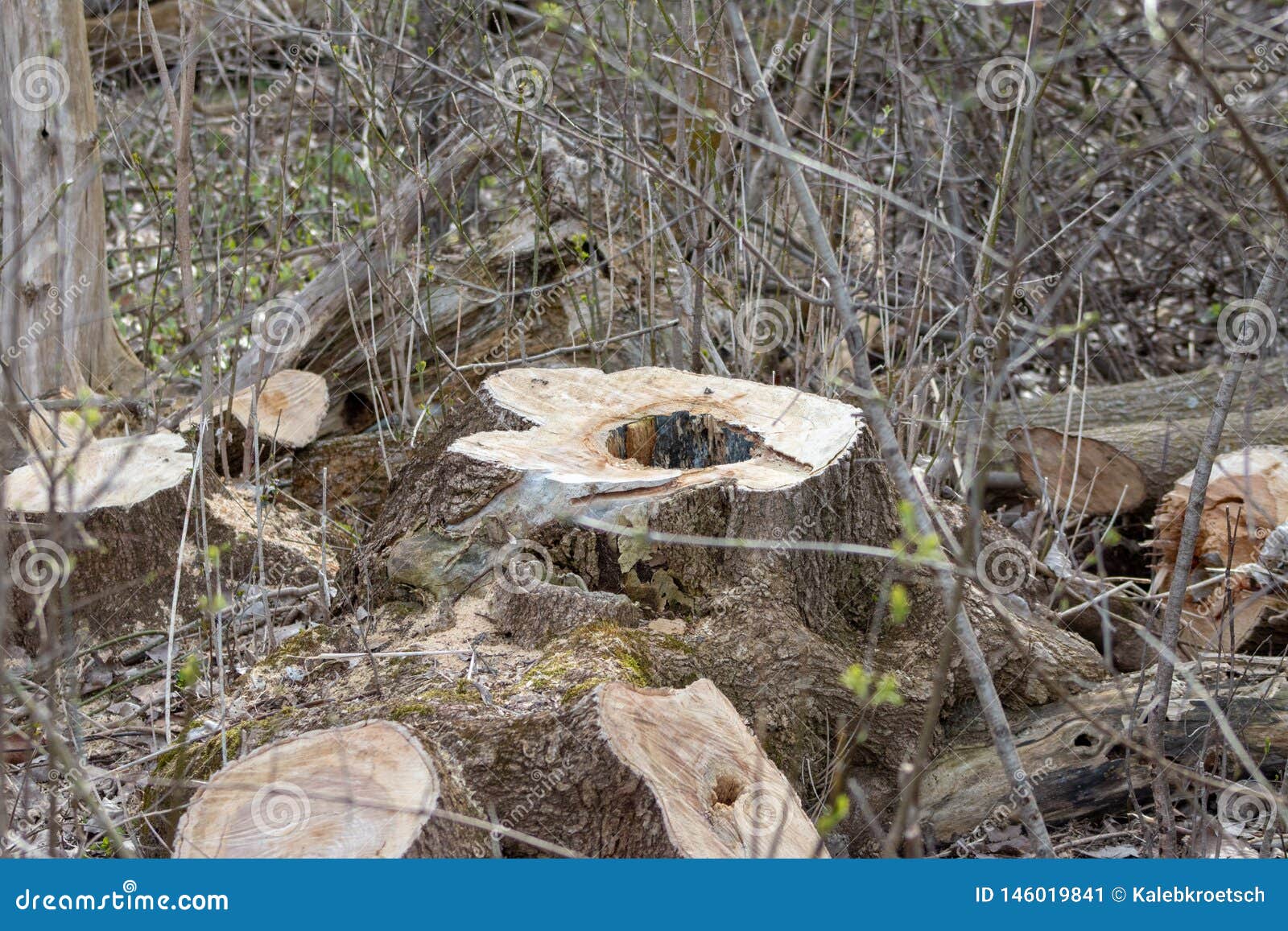 Trees Being Cut Down in a Dense Forest. Stock Image - Image of chopped ...