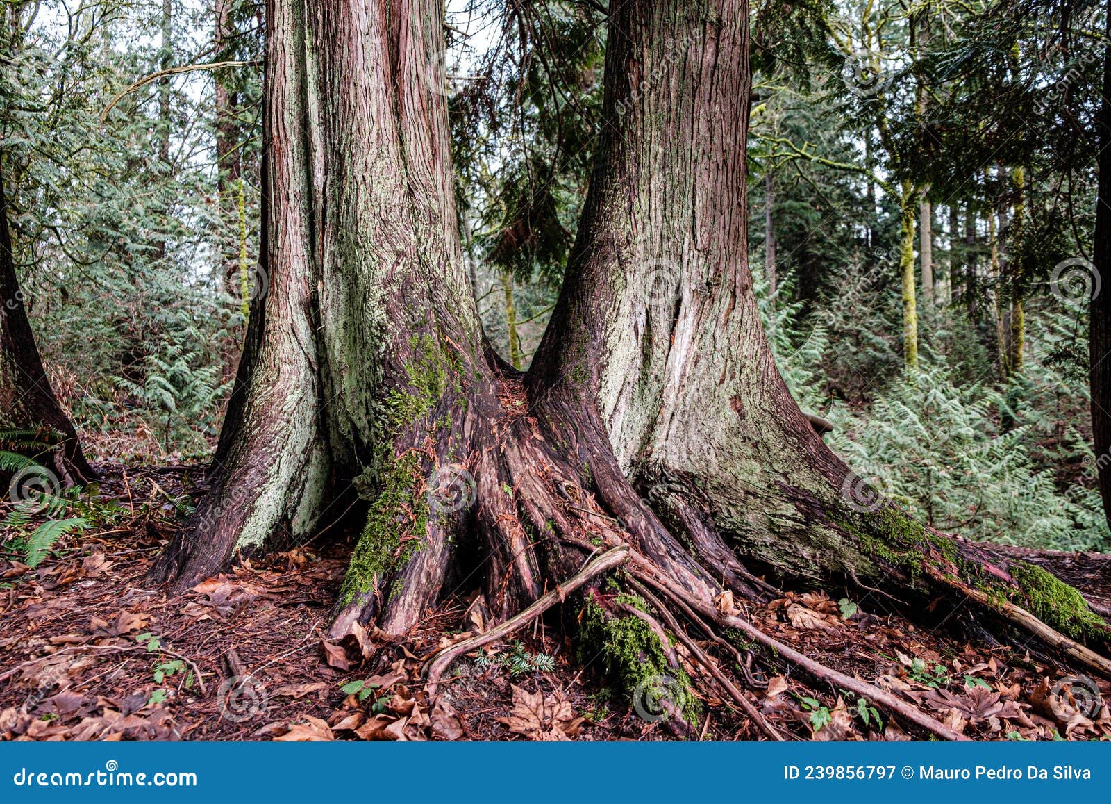 Trees at Bellevue Botanical Garden Stock Image - Image of trees, park ...