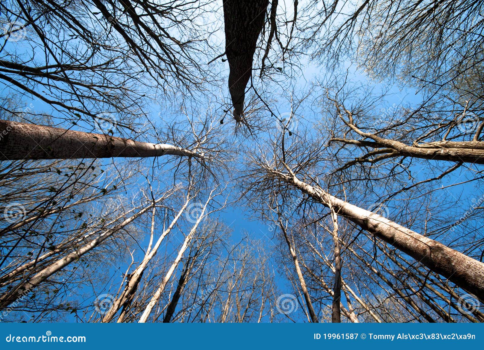 Trees from below stock image. Image of lumber, rough - 19961587