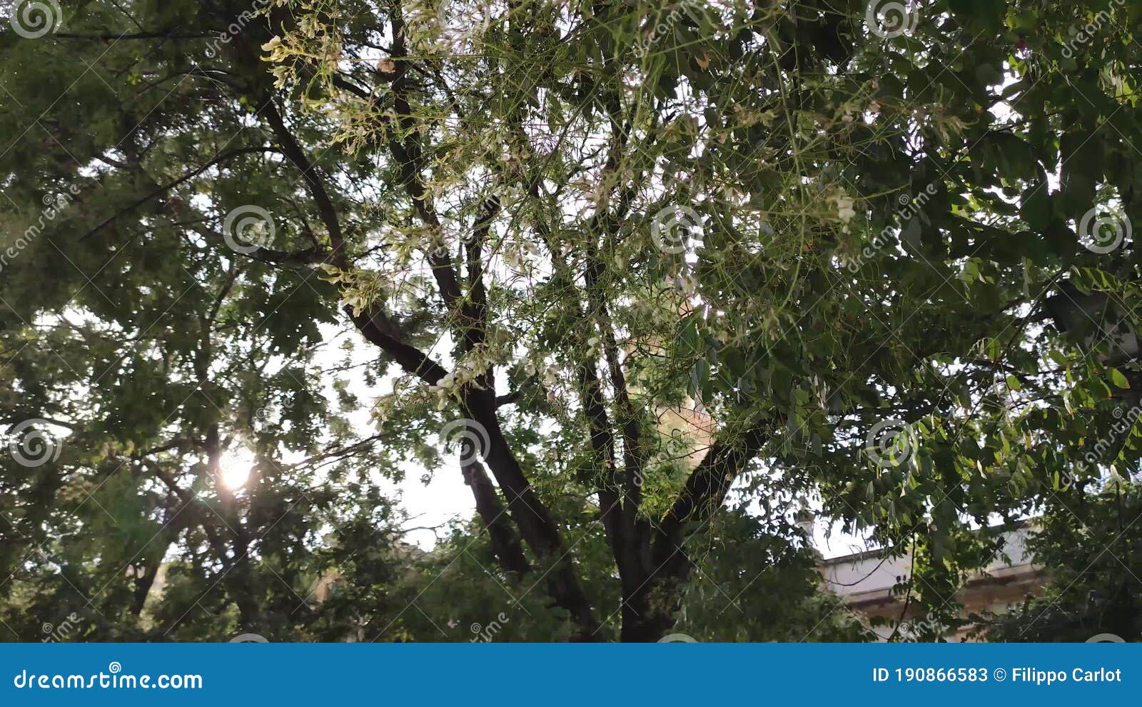 Trees from below broll stock video. Video of grass, motion - 190866583