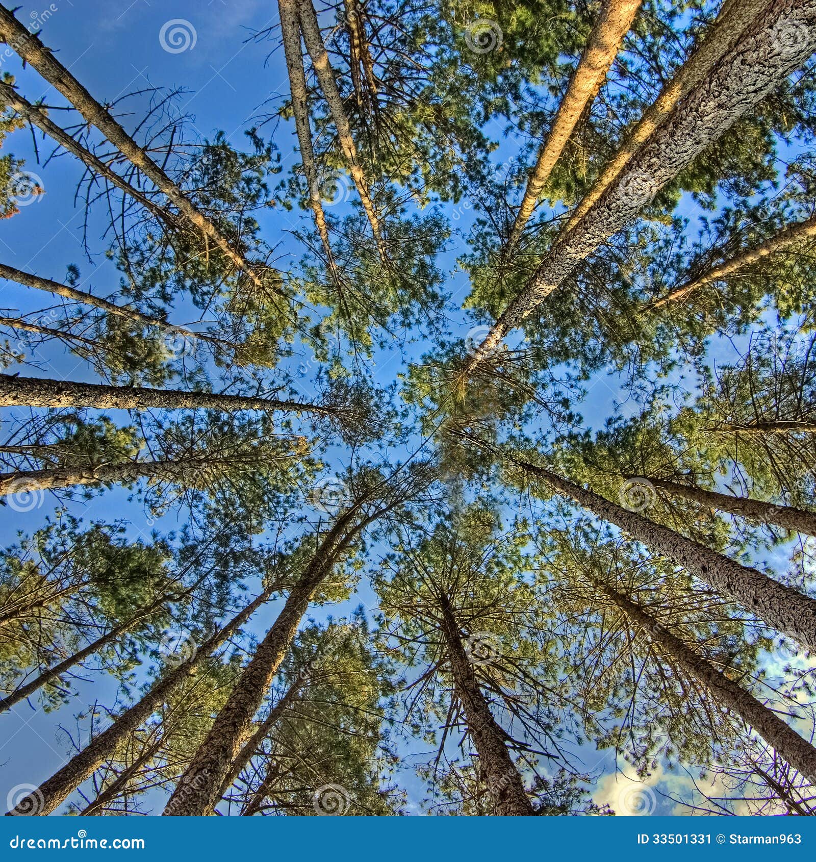 Trees from below stock image. Image of horizontal, area - 33501331