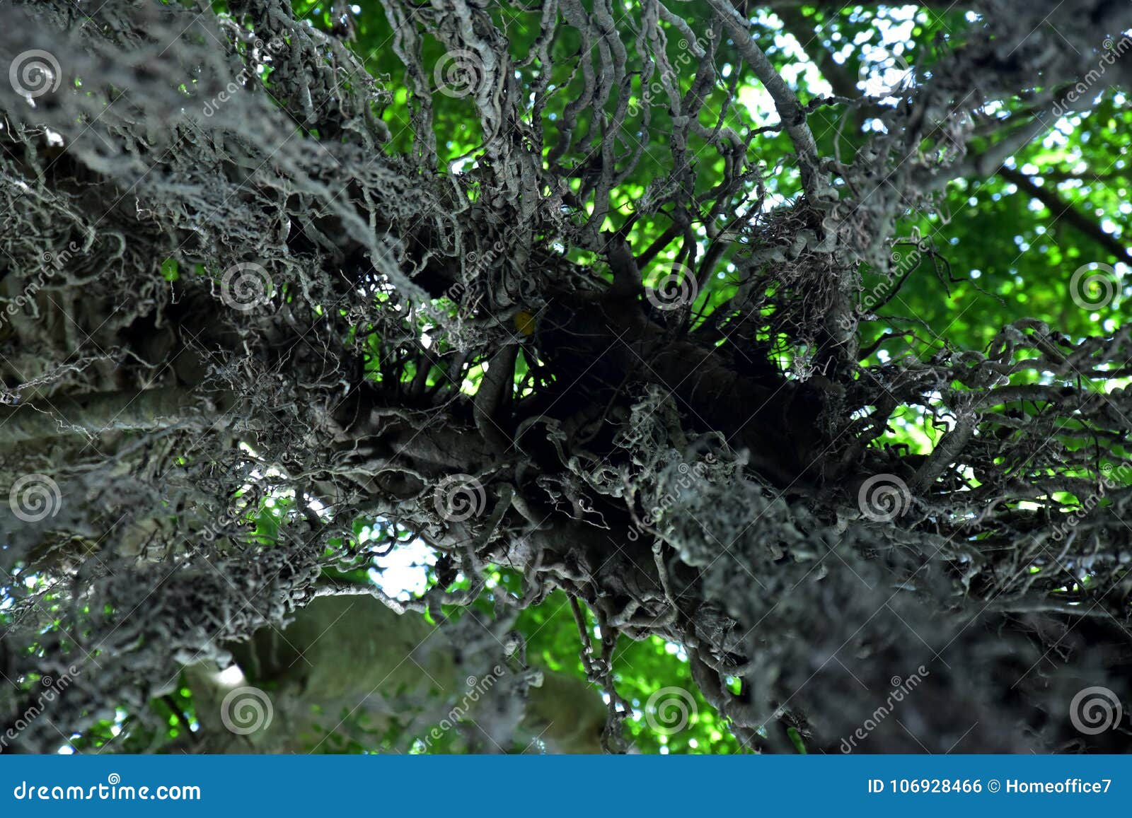 Trees from Below, View Upwards in a Forest Stock Photo - Image of trees ...