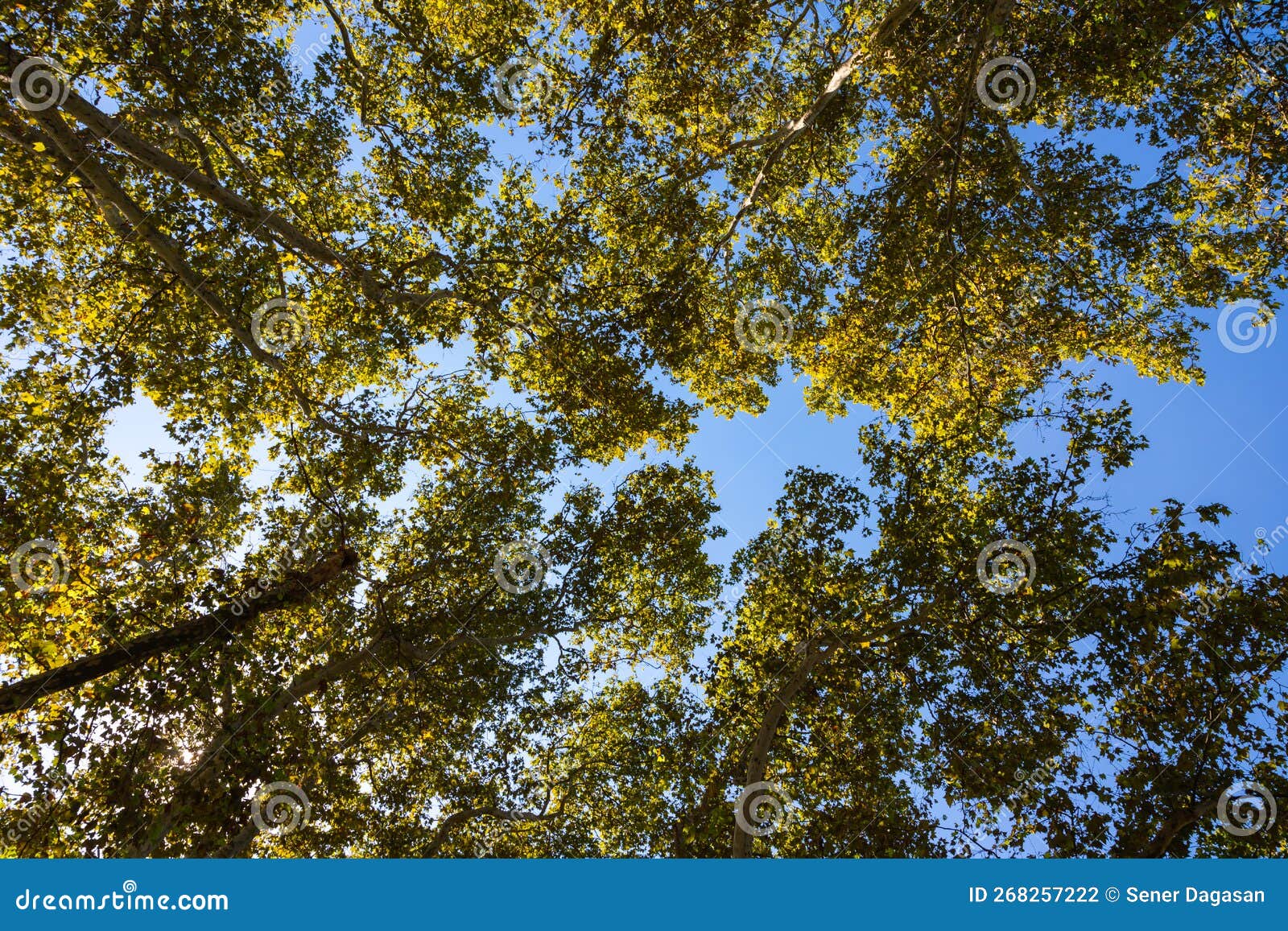 Trees from Below in Wide Angle View. Forest or Carbon Net Zero ...