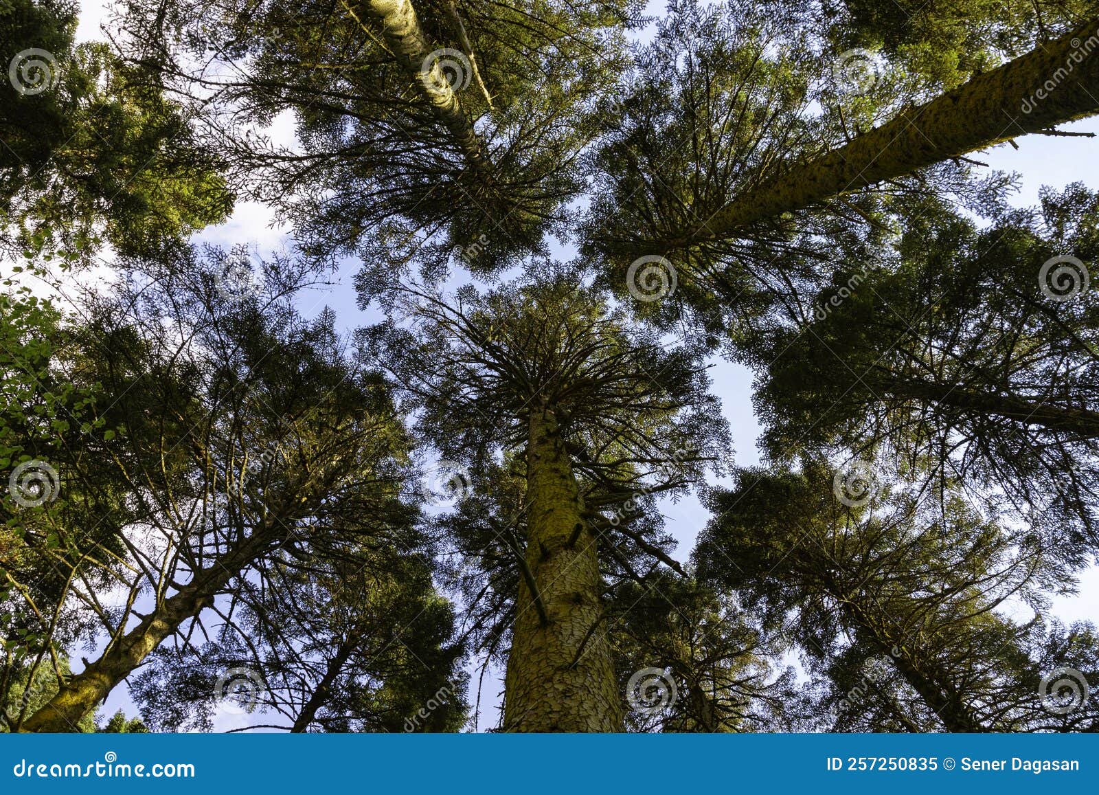 Trees from Below. Wide Angle View of Forest. Carbon Net Zero Concept ...