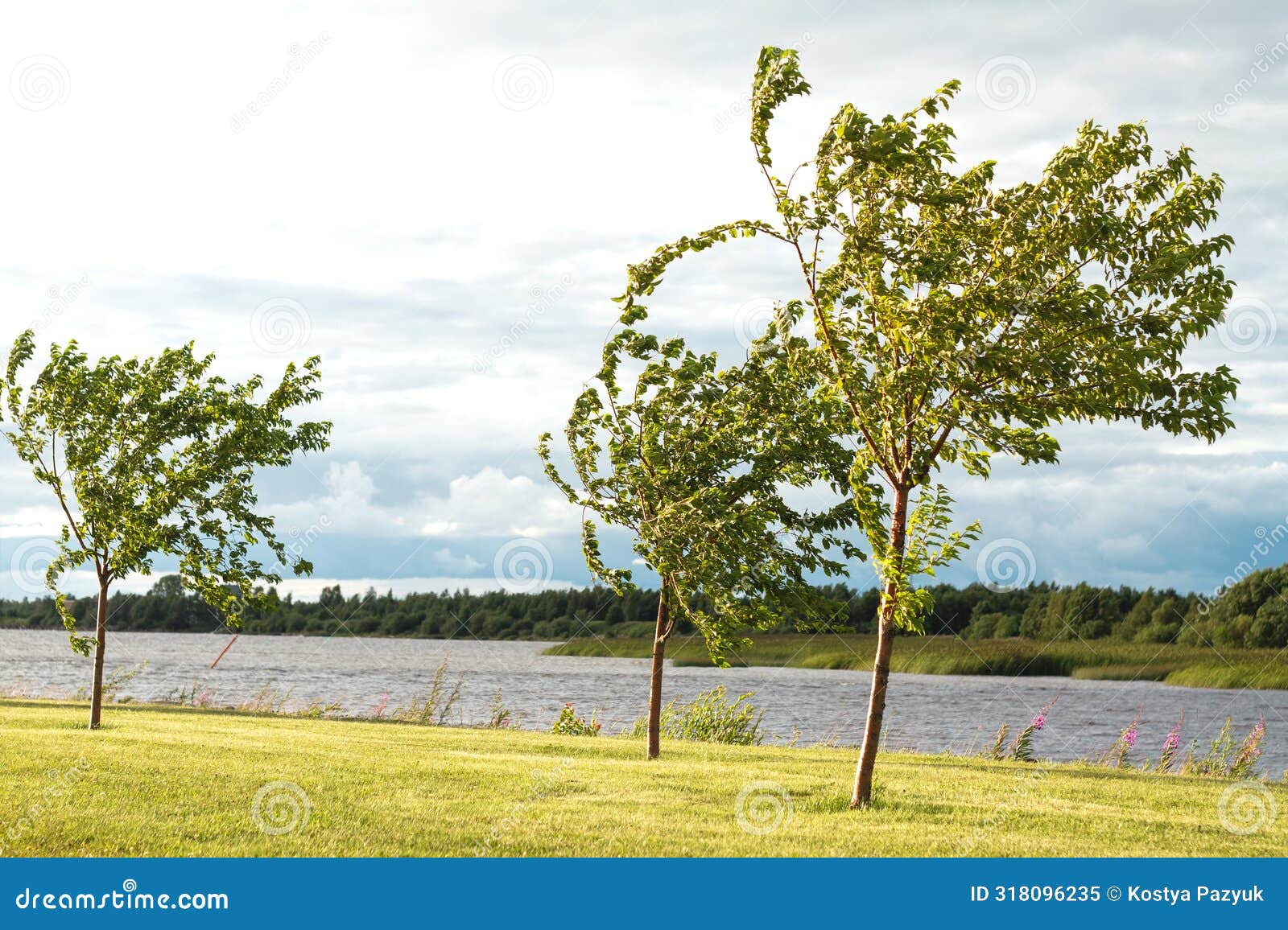 Trees Bend Under a Strong Gust of Wind Stock Image - Image of eddy ...