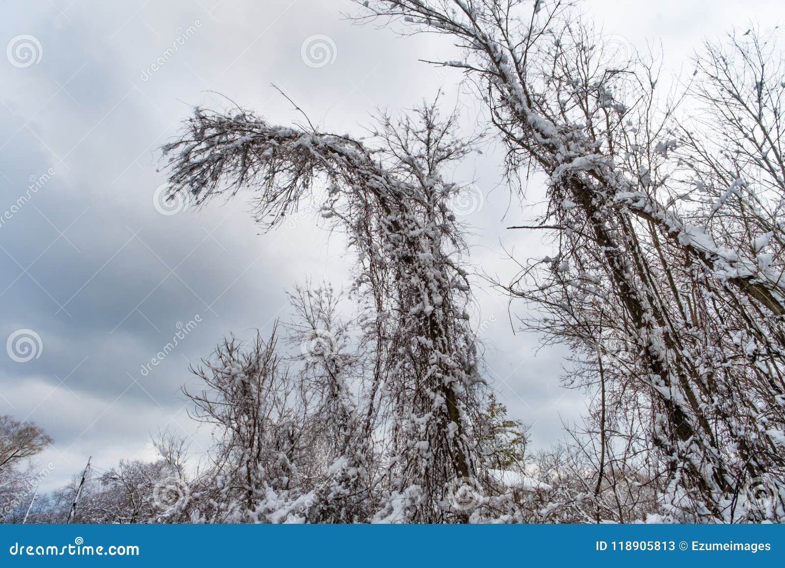 Trees Bending Heavy Snow stock image. Image of branches - 118905813