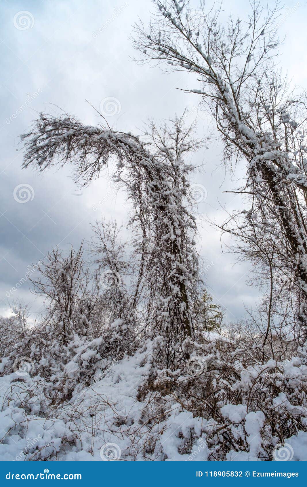 Trees Bending Heavy Snow stock photo. Image of trail - 118905832