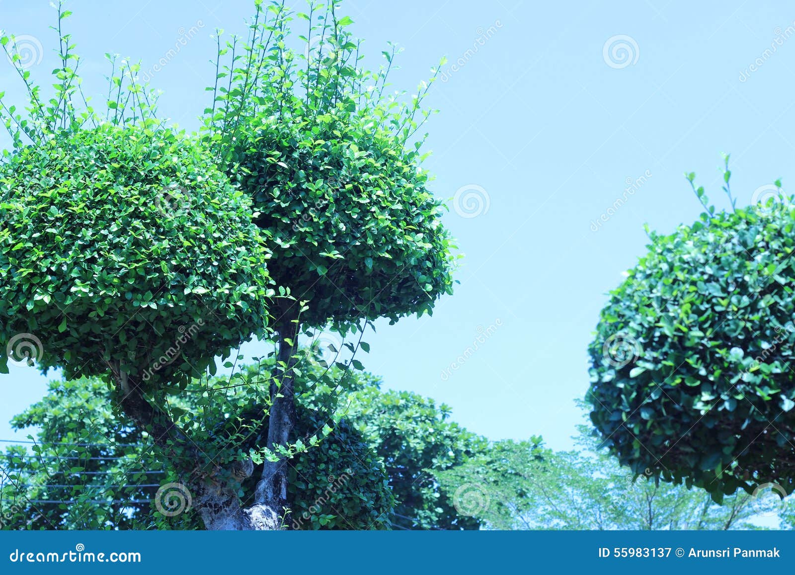 Trees Bending Shape Beautiful Decoration Shady Garden Stock Image ...