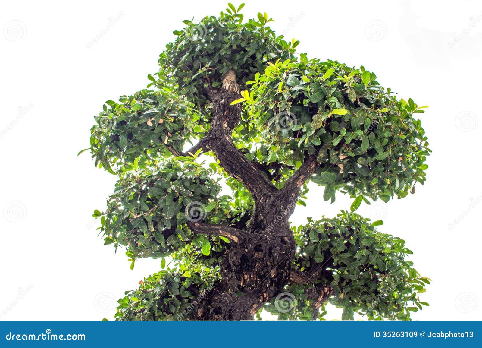 Trees bending stock image. Image of east, design, modern - 35263109