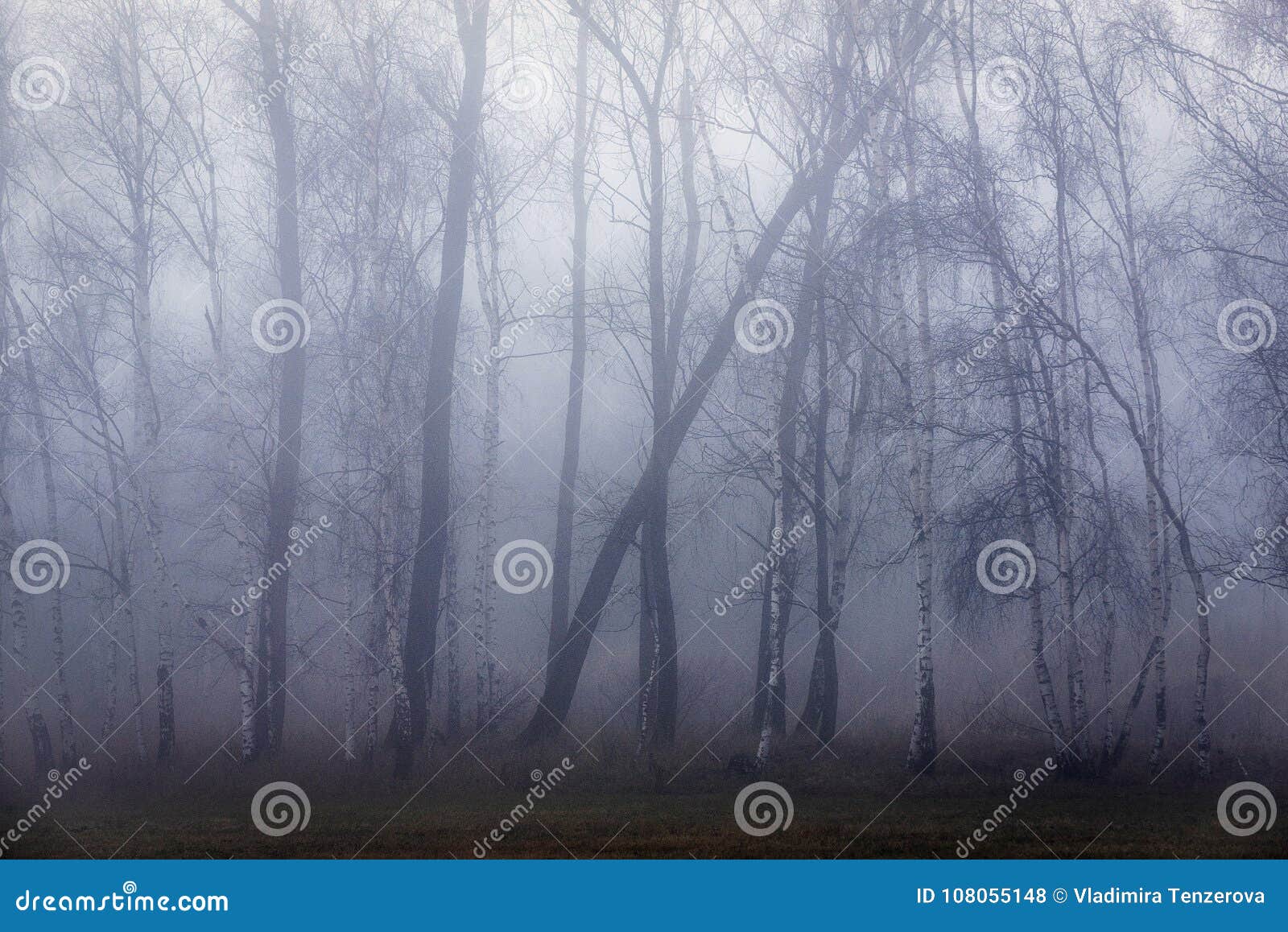 Trees Bending the Wind in a Haunted Fog Stock Photo - Image of weather ...