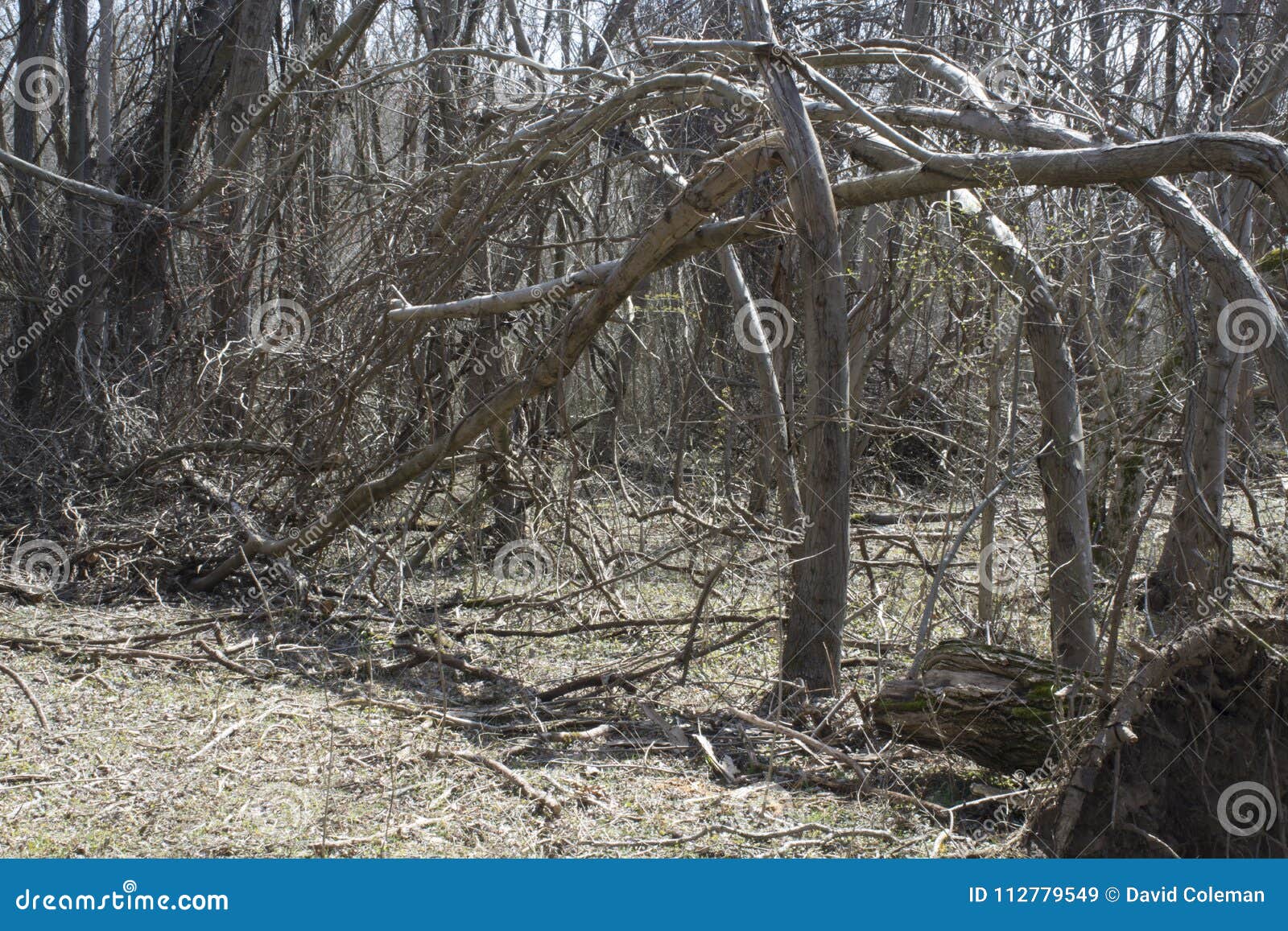 Trees bent and broken stock image. Image of spring, virginia - 112779549