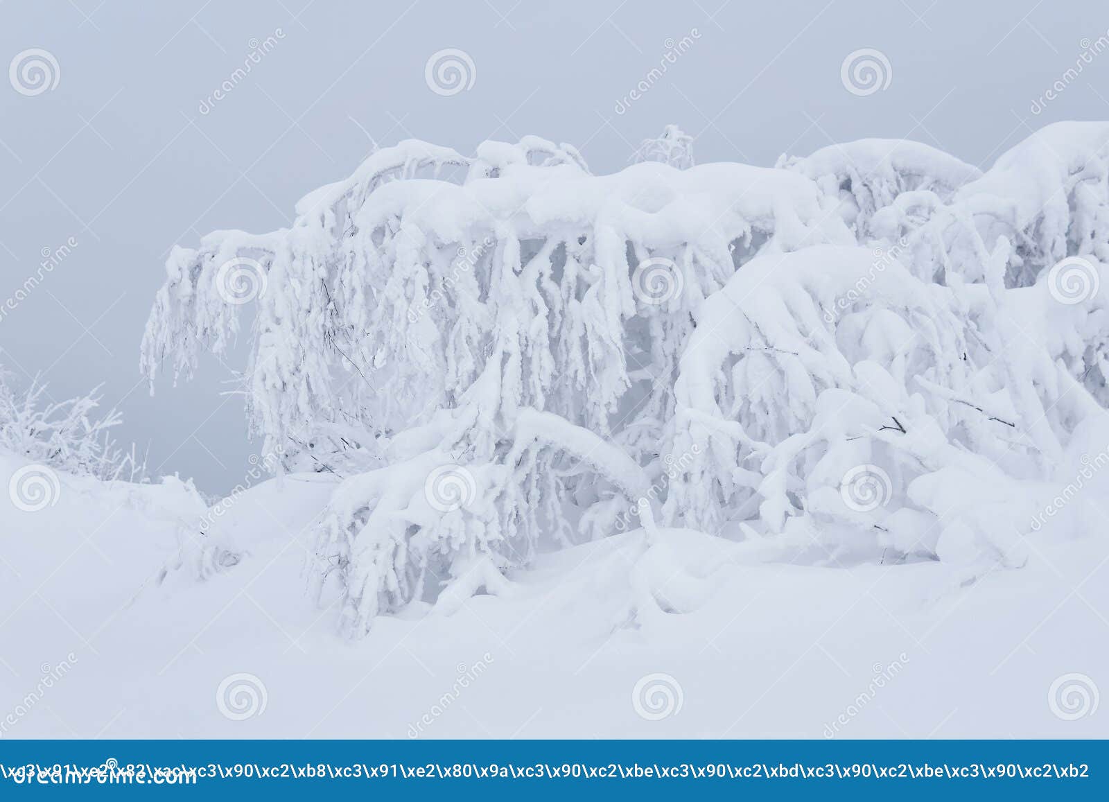 Trees Bent Under the Weight of Snow Stick Out of a Snowdrift after a ...