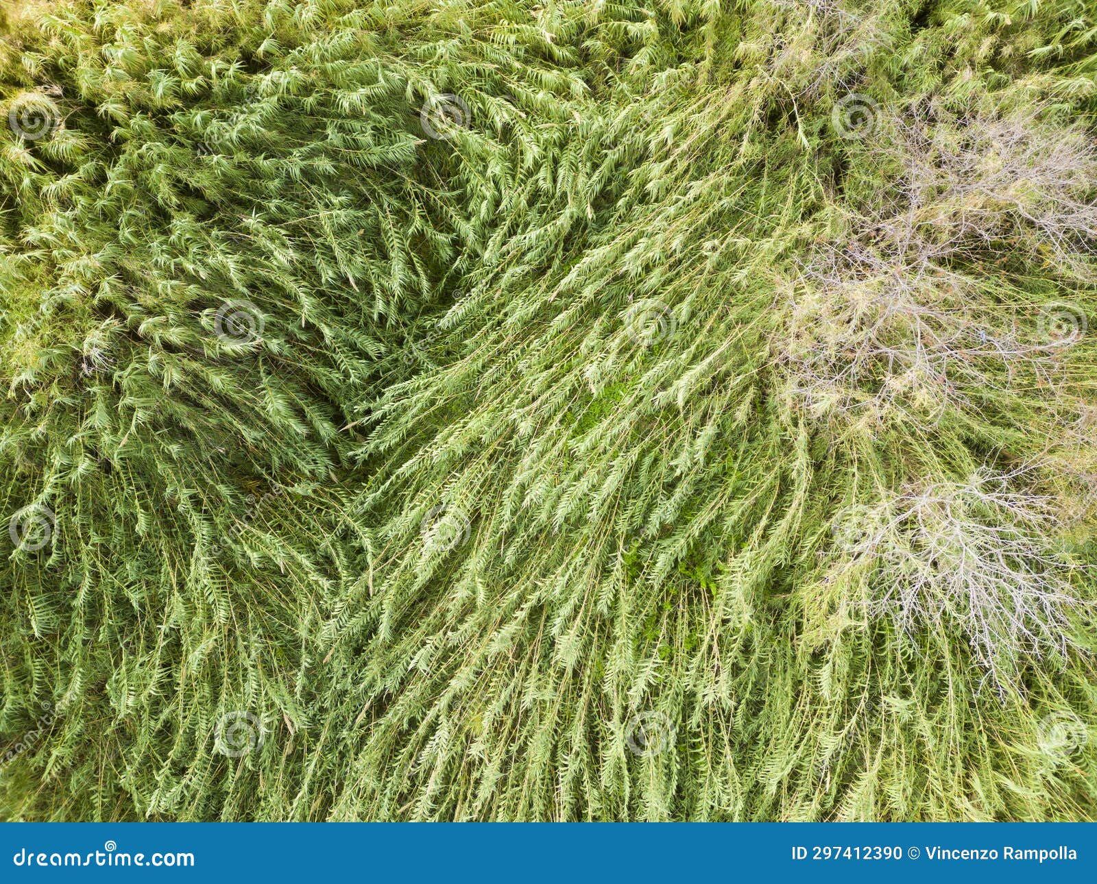 Trees bent by the wind stock photo. Image of herb, spruce - 297412390