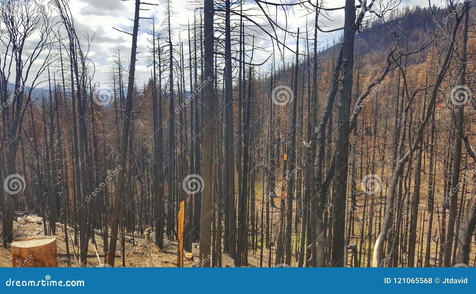 Trees after Big Forest Fire Stock Photo - Image of plants, wild: 121065568