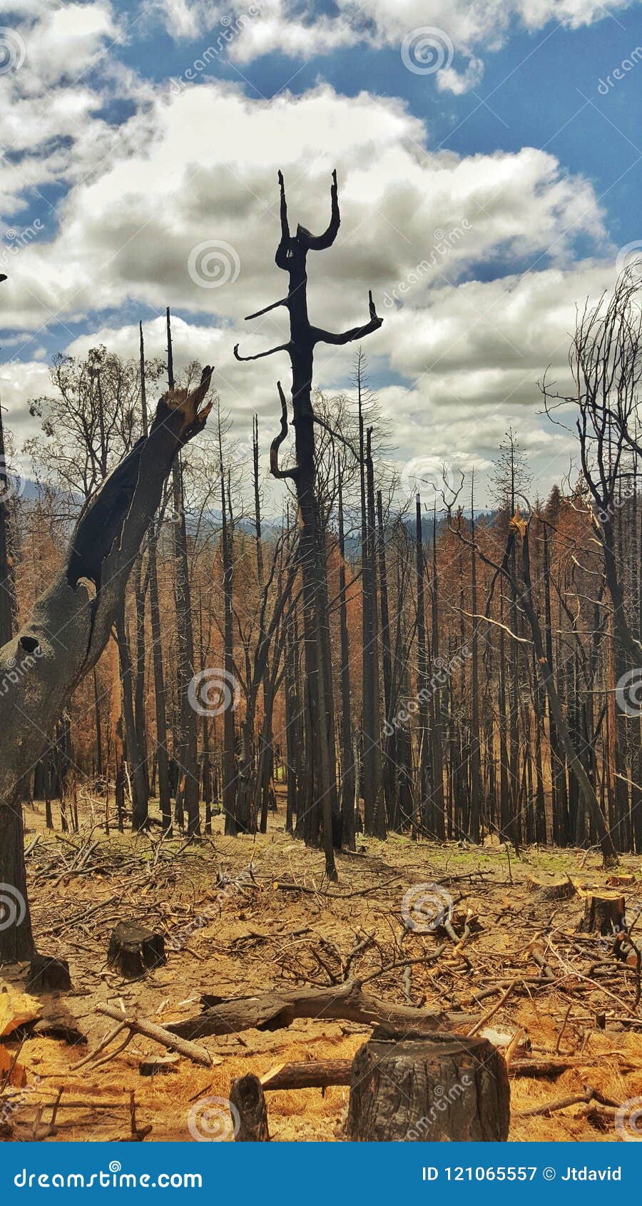 Trees after Big Forest Fire Stock Image - Image of valley, plant: 121065557