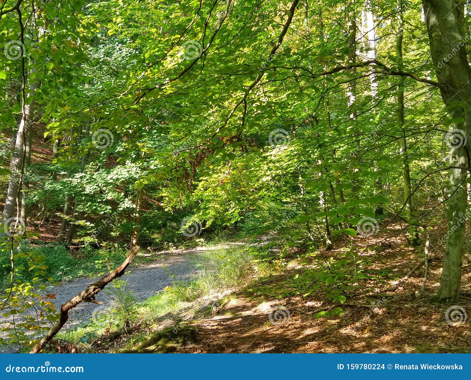Trees - big forest stock photo. Image of green, autumn - 159780224