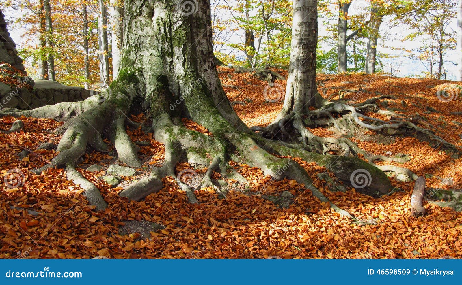 Trees with big roots stock image. Image of tourism, season - 46598509