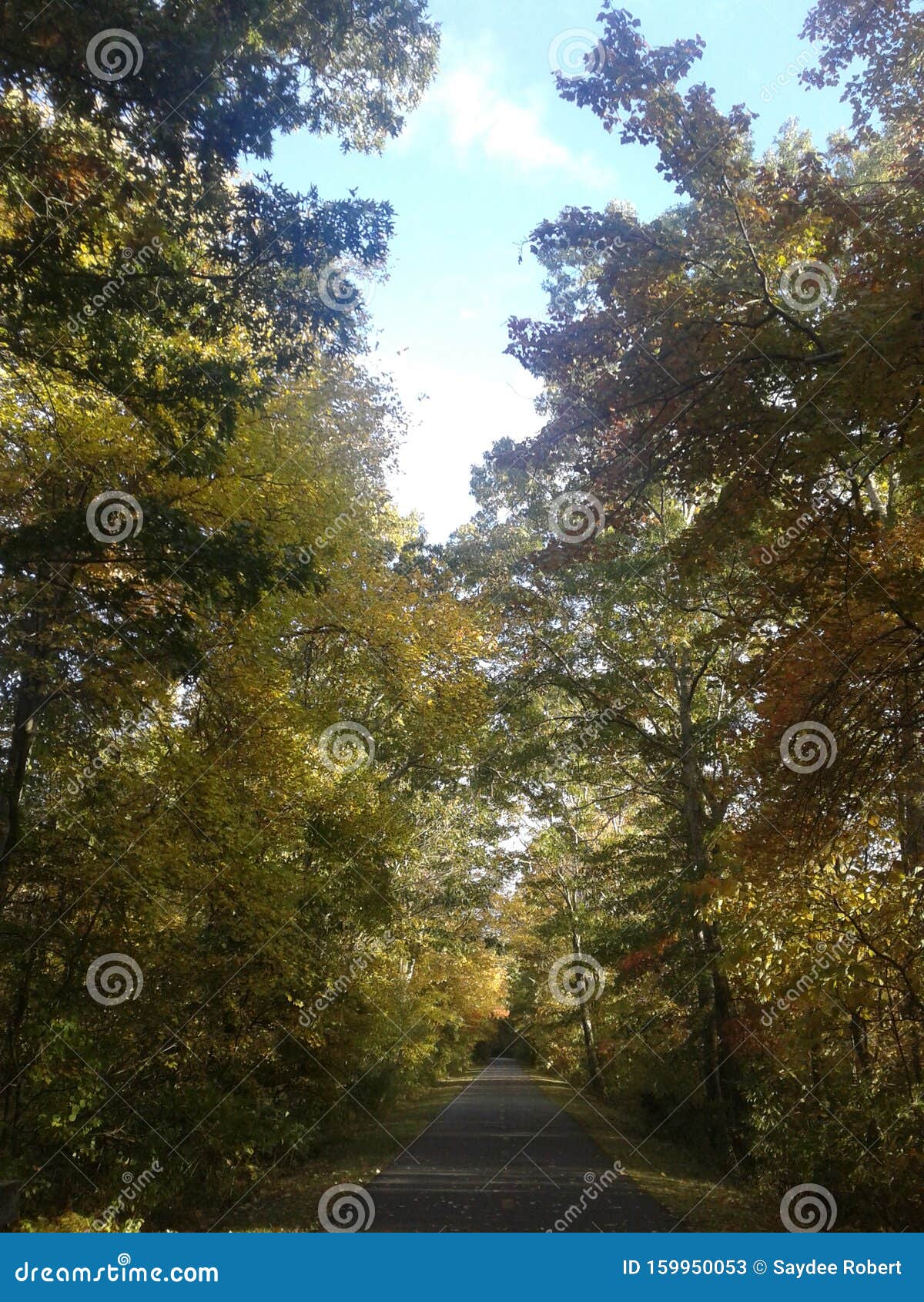 Trees on bike path stock image. Image of trees, path - 159950053