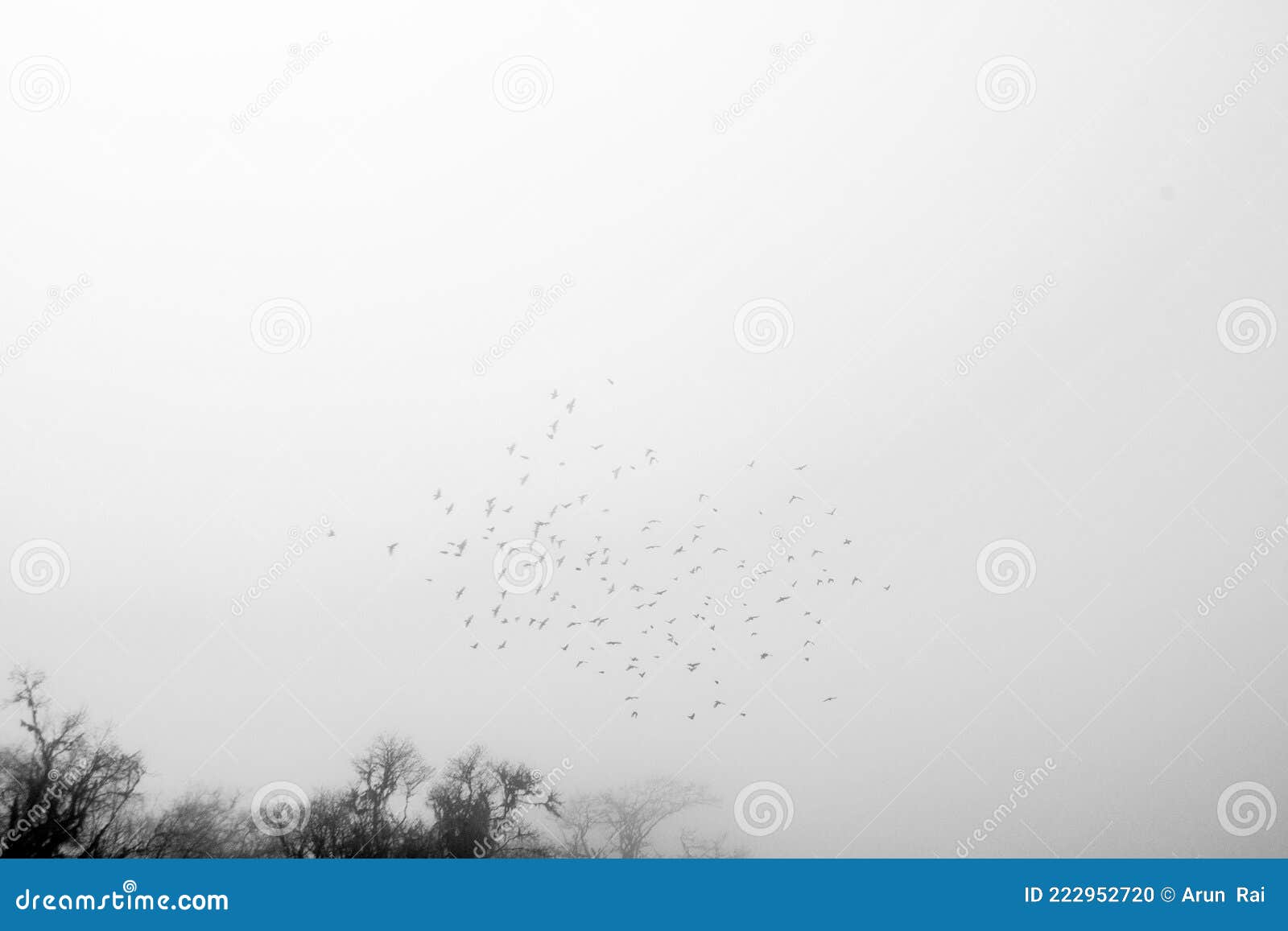 Trees and Birds Flying in the Sky Stock Photo - Image of nature, flying ...