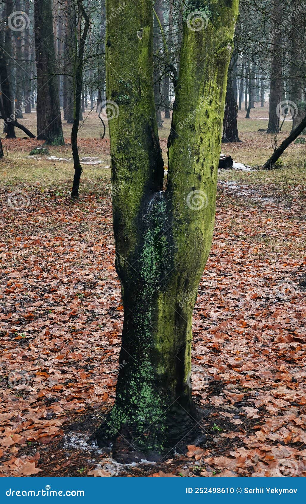 Trees with bizarre shapes stock photo. Image of ukraine - 252498610