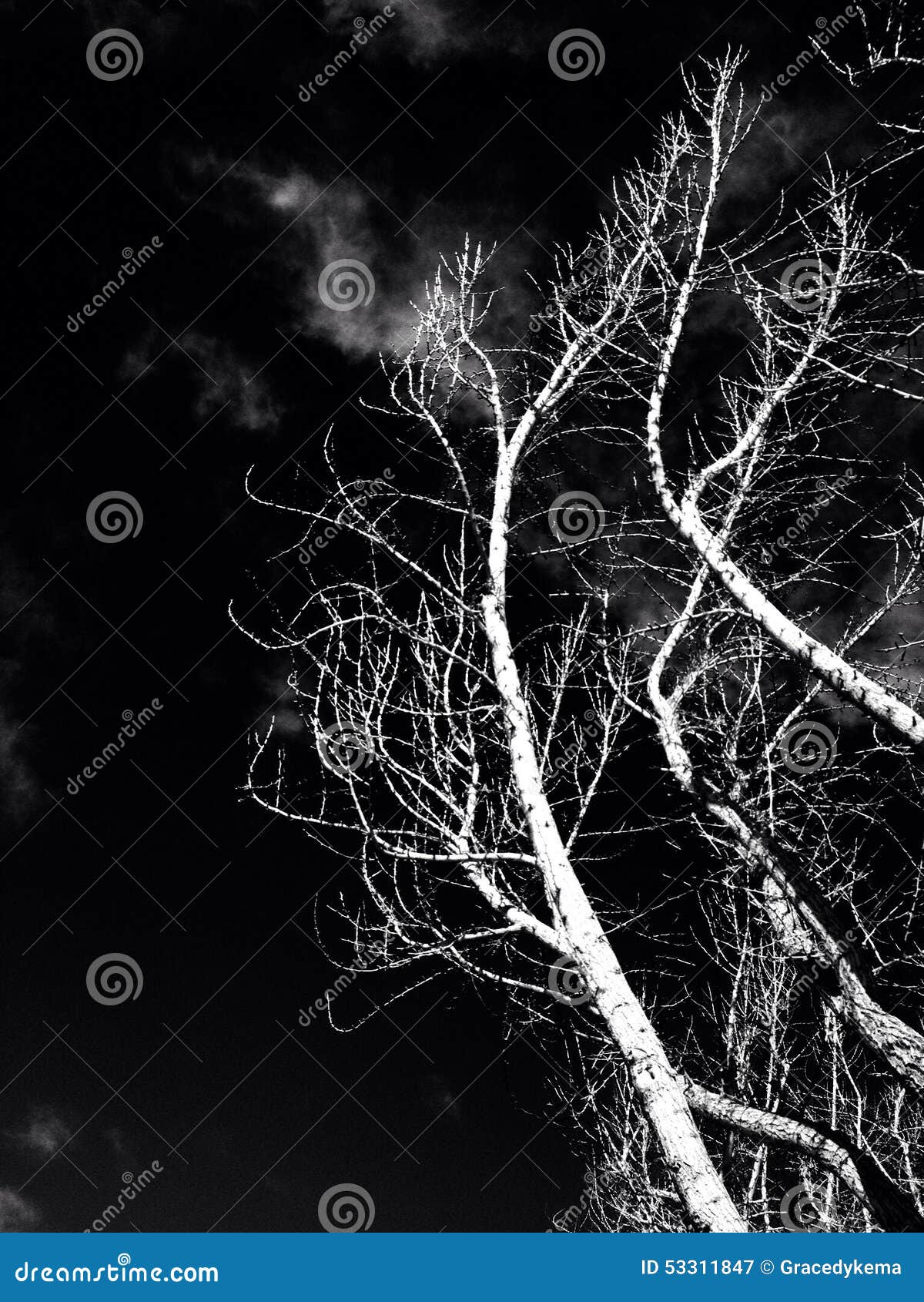 Trees in a Black Background Editorial Photography - Image of flowers ...