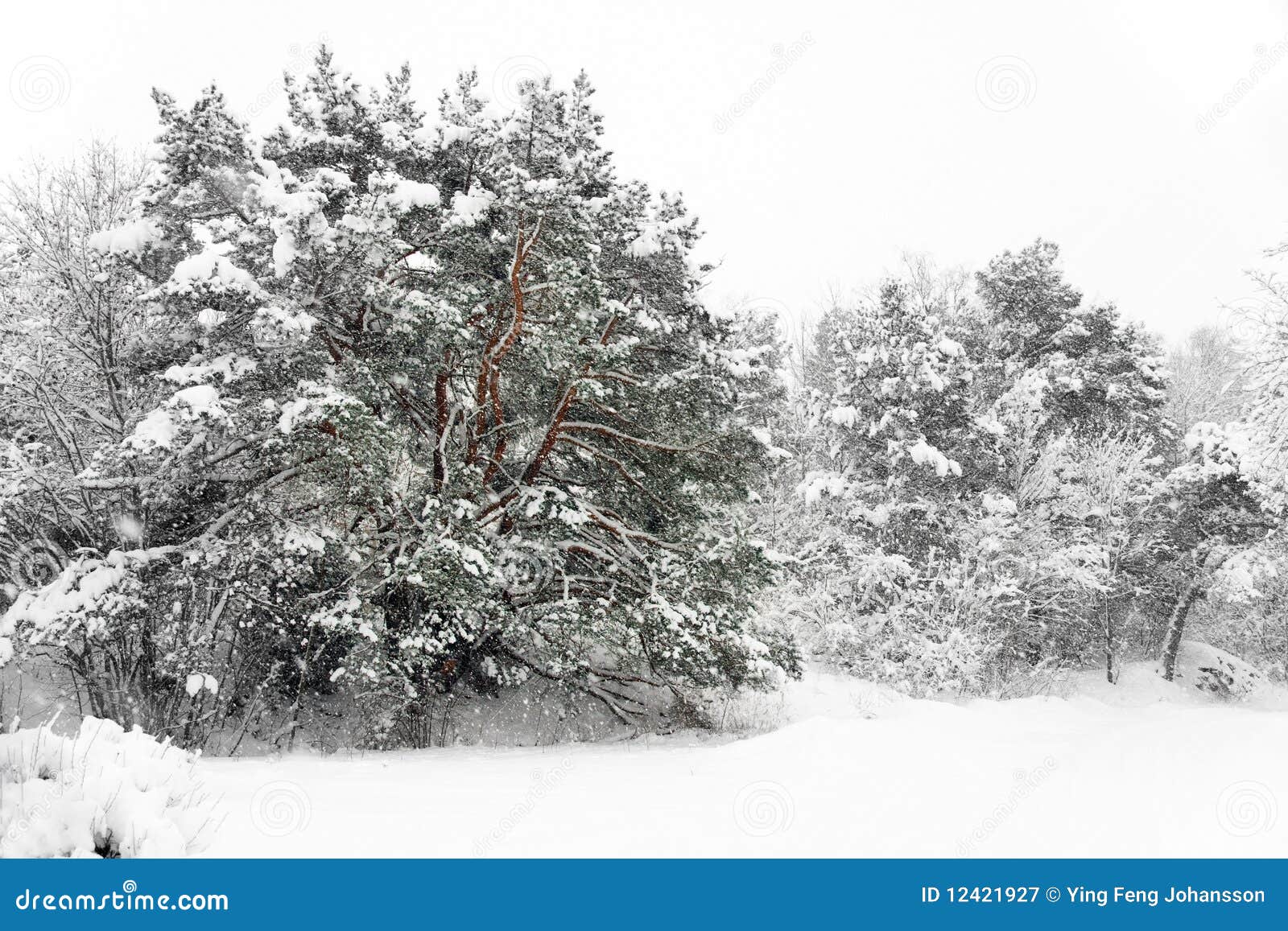 Trees in blizzard stock image. Image of storm, pine, snowstorm - 12421927