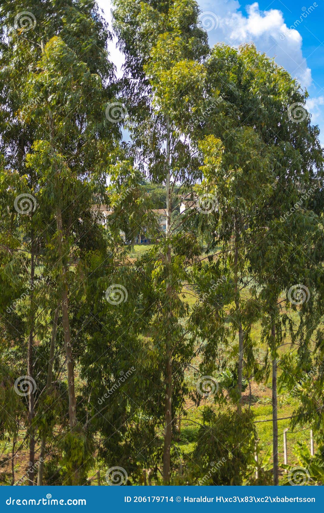 Trees are blocking view stock photo. Image of rural - 206179714