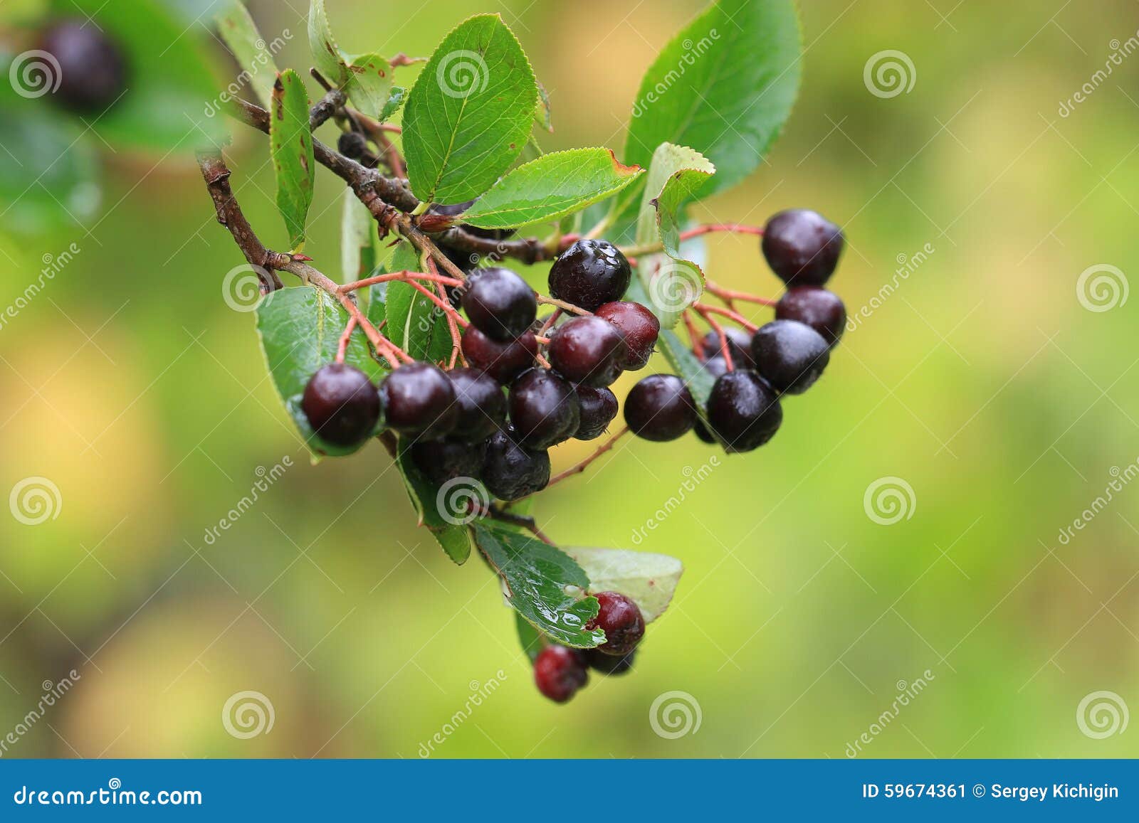 Trees in Bloom and the Fruits Stock Image - Image of green, fruits ...