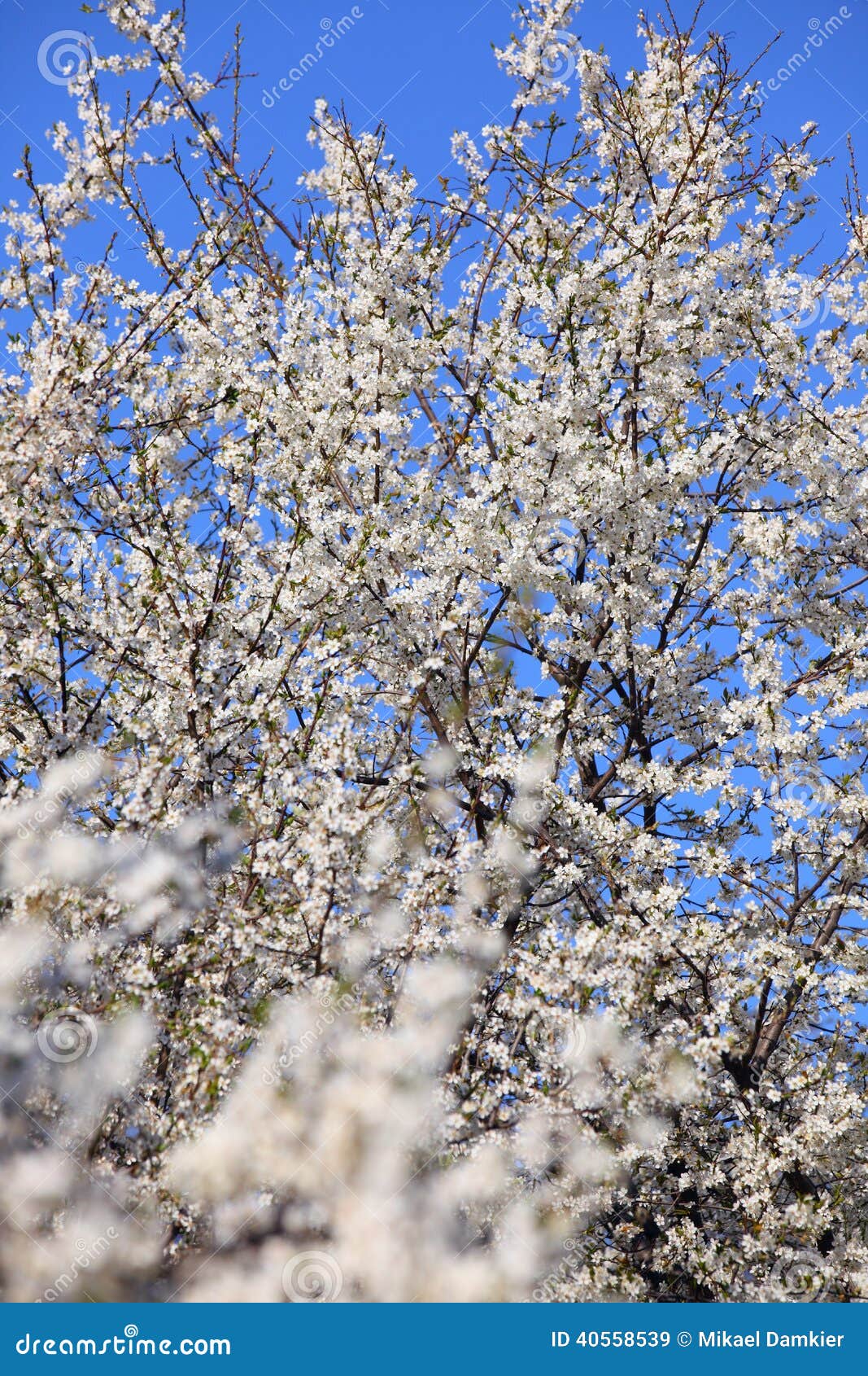 Trees in bloom stock image. Image of outdoors, beauty - 40558539