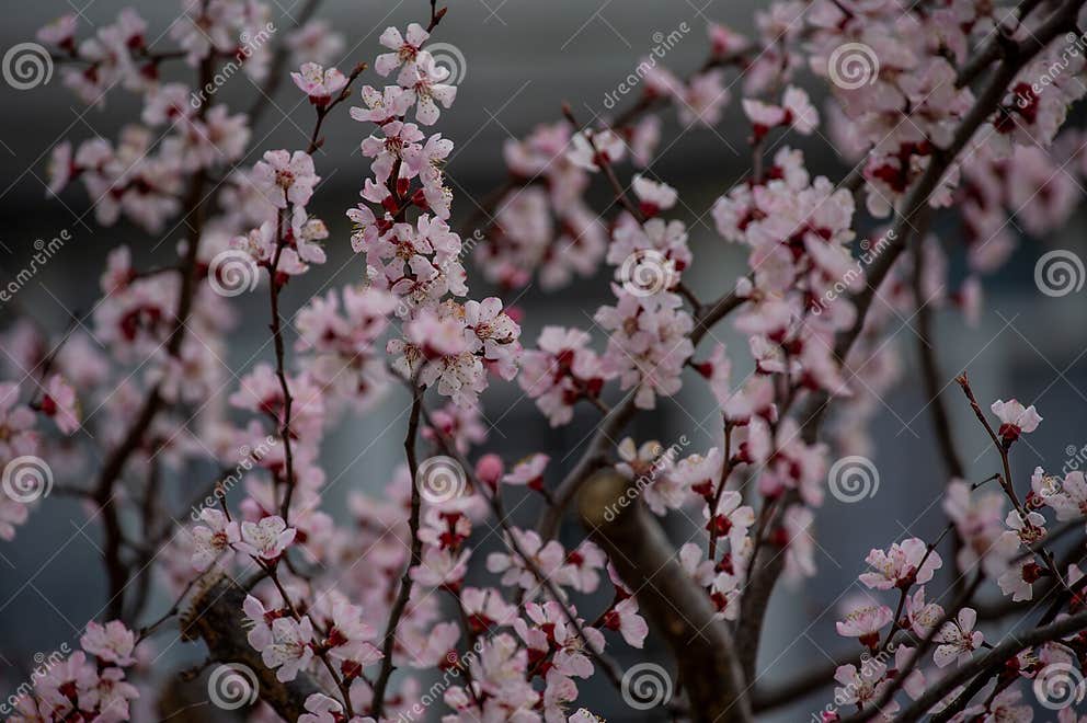 Trees Bloom in Spring. Spring Again. the Trees are Blooming. Background ...