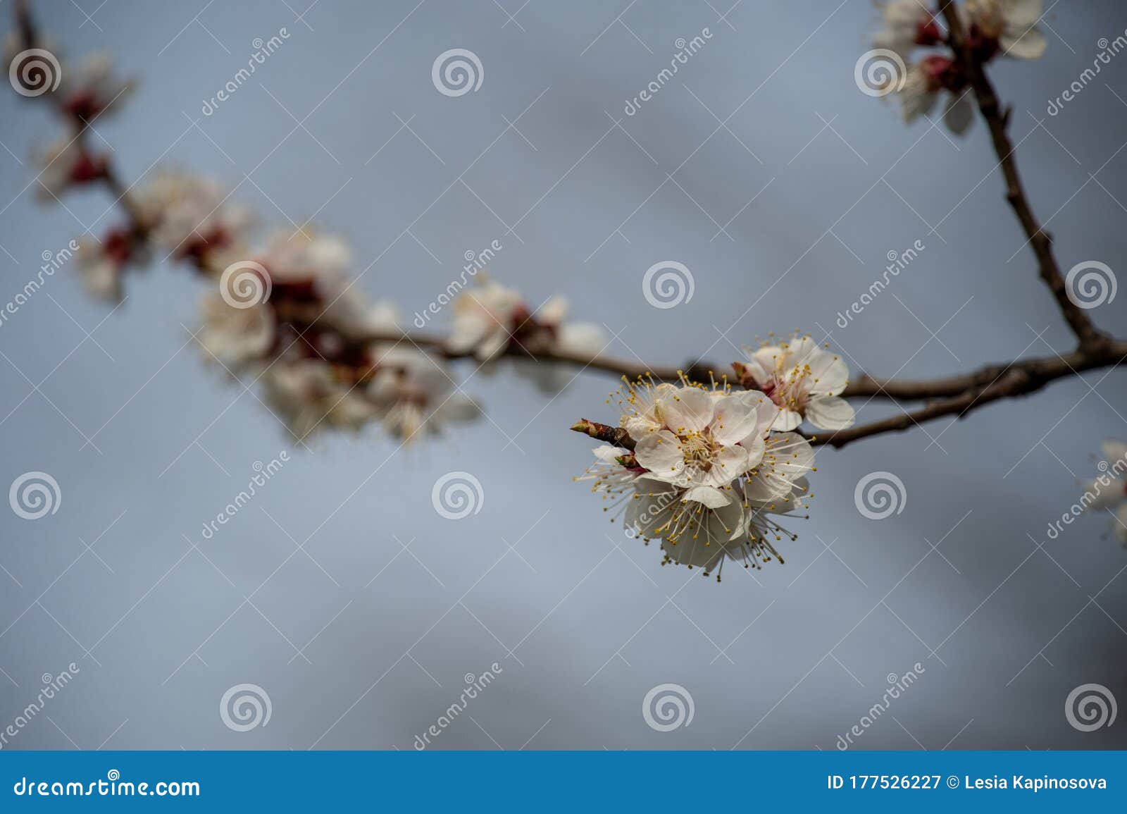 Trees Bloom in Spring. Spring Again. the Trees are Blooming. Background ...