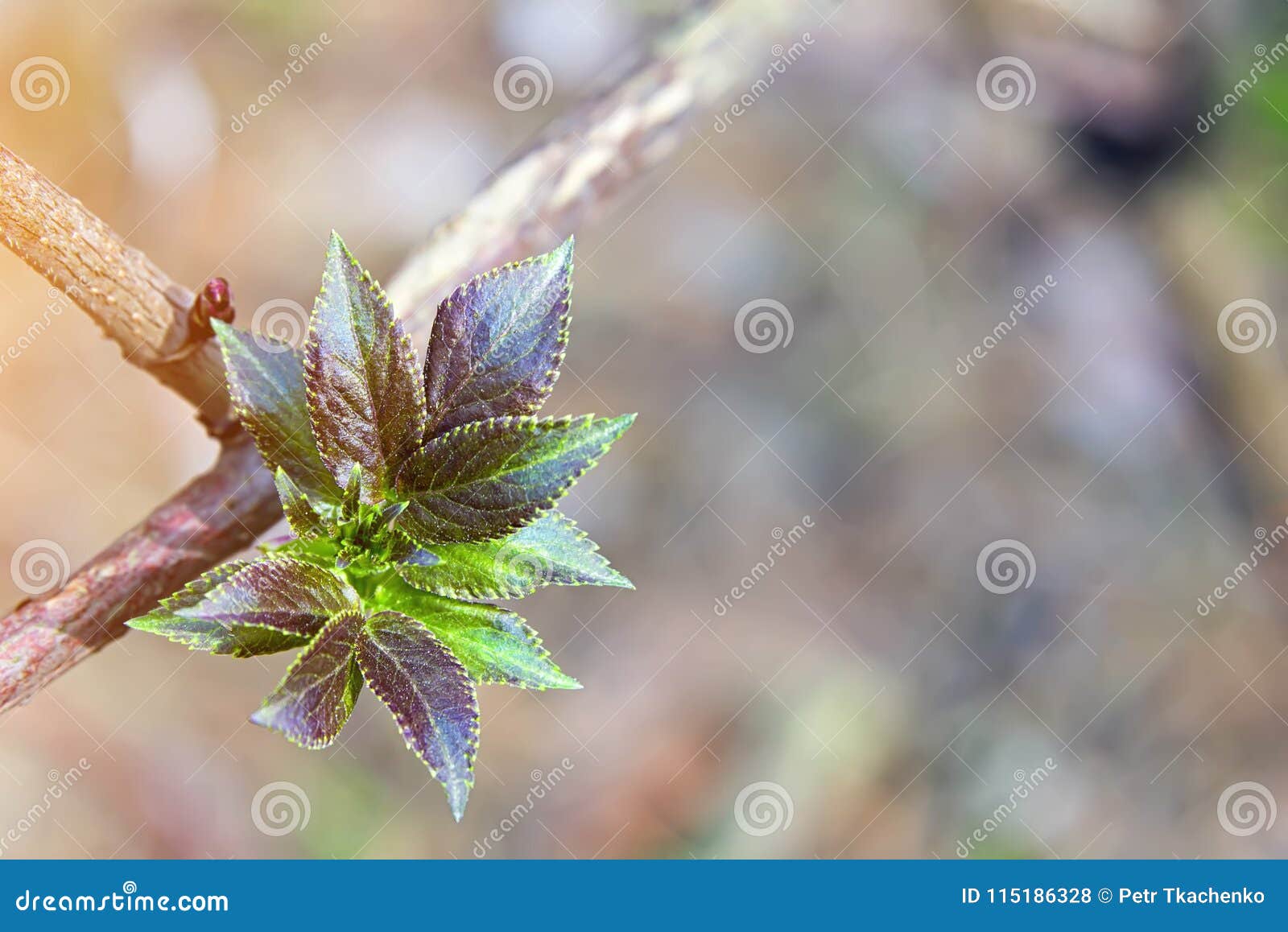 Sprout And Buds Of Black Currant. Buds On The Bushes. Young Plants ...